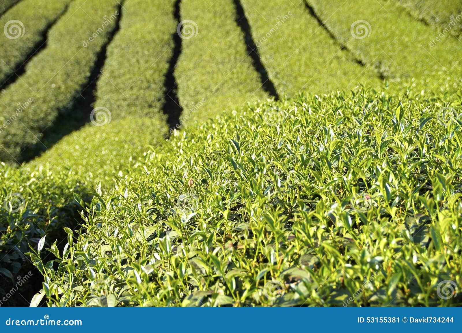The Plantation of Tea at Farm Stock Image - Image of season, hill: 53155381