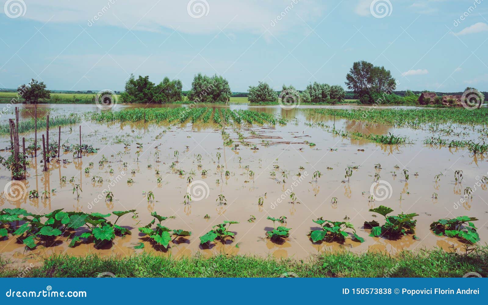 Plantation of Vegetables and Cereals Destroyed by Floods Stock Photo ...