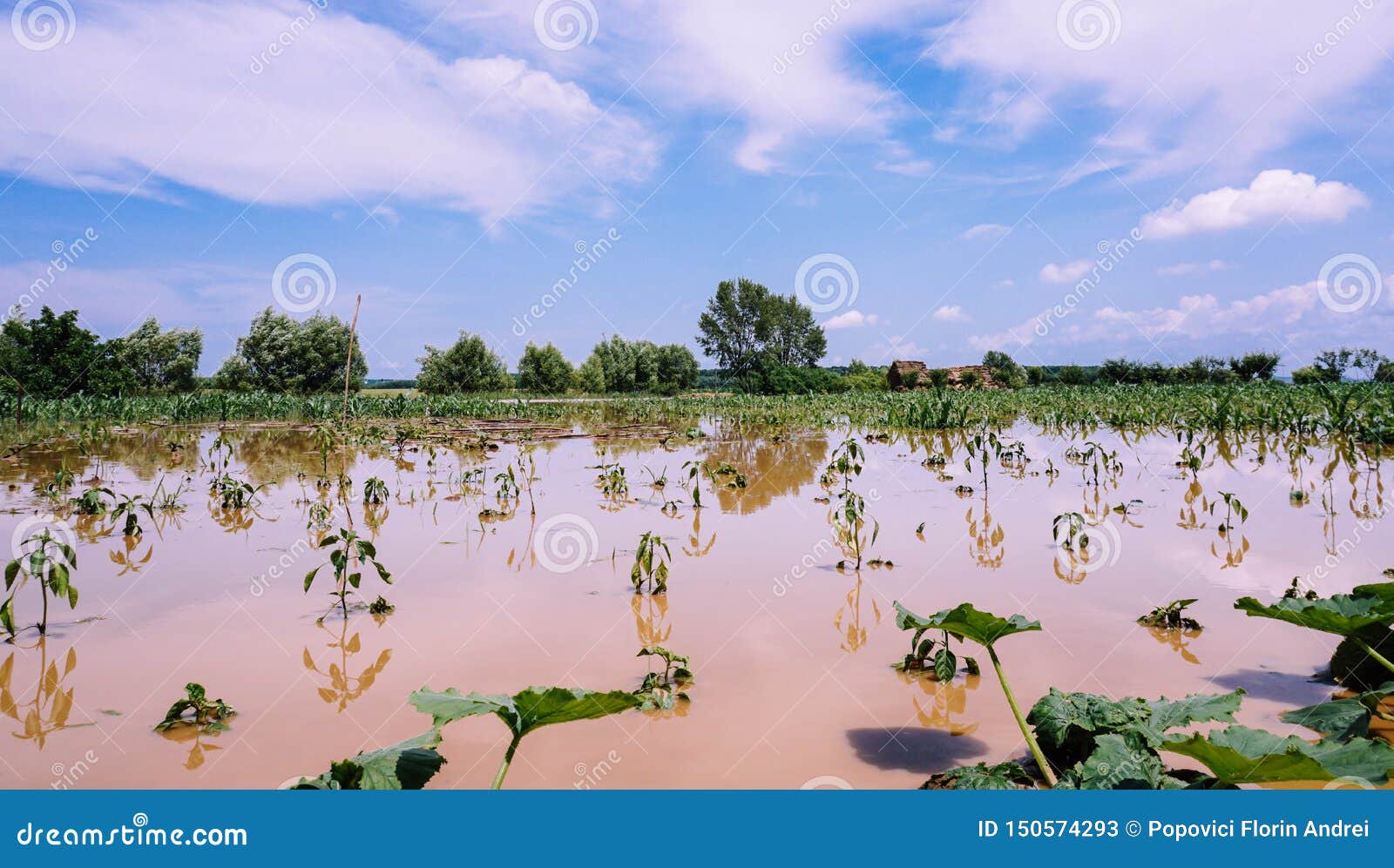 Plantation of Vegetables and Cereals Destroyed by Floods Stock Image ...