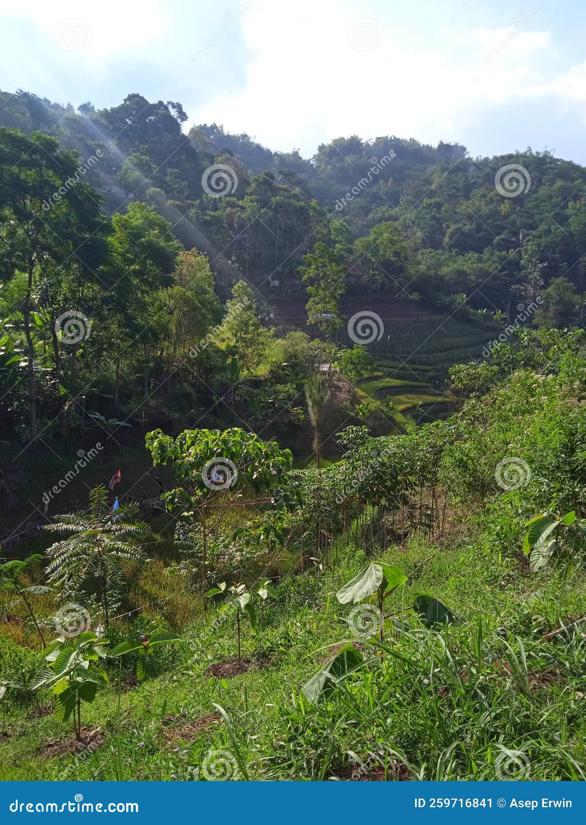 Plantation View in the Hills of the Mount Stock Image - Image of mount ...