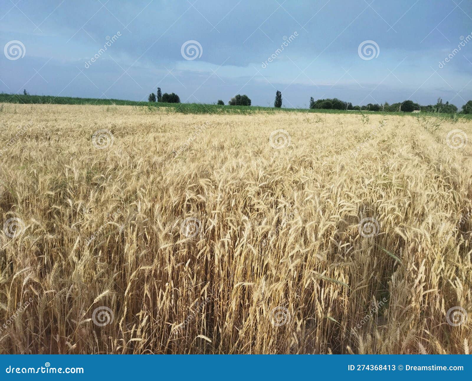 Plantation of Wheat stock image. Image of wheat, nature - 274368413