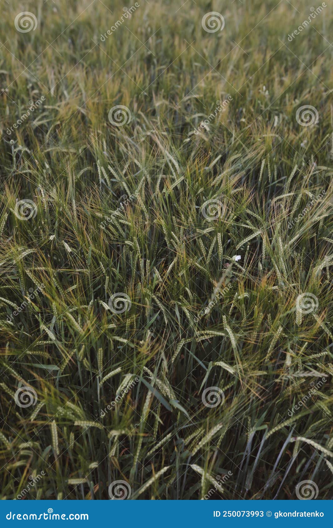 Texture of Wheat Crops Growing in the Field Stock Image - Image of ...