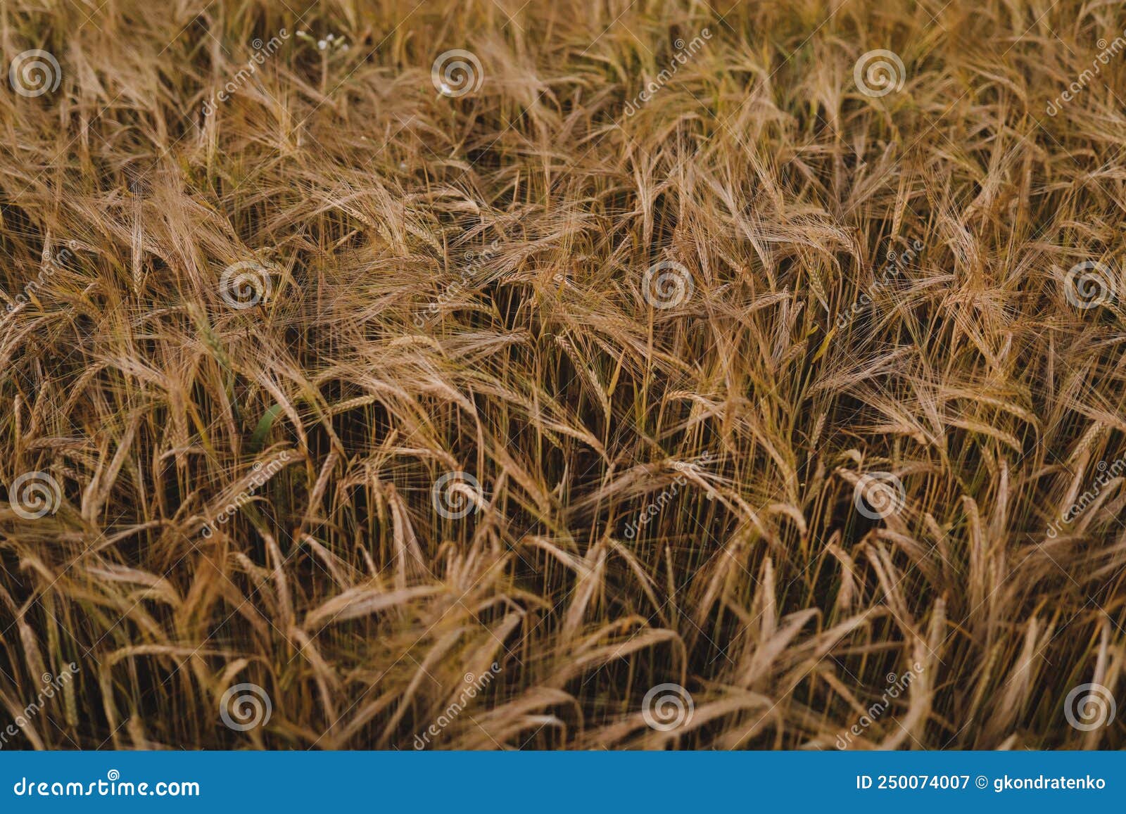 Texture of Wheat Crops Growing in the Field Stock Image - Image of farm ...