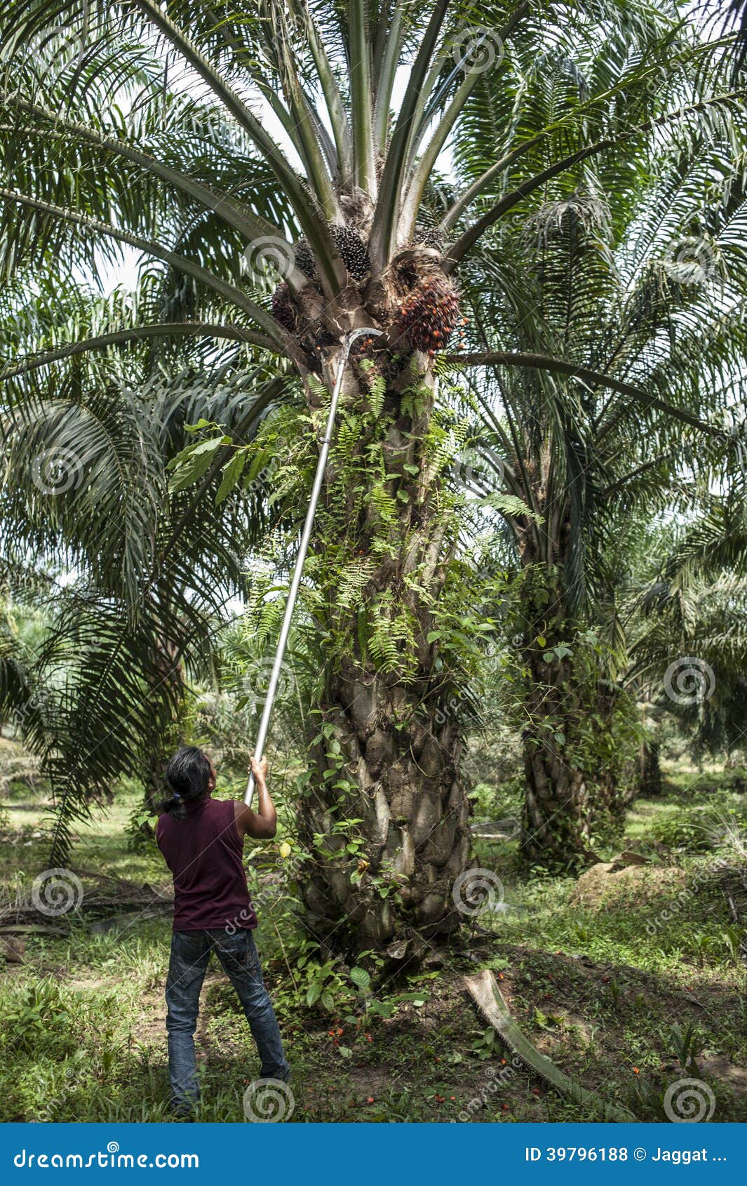 Plantation Worker editorial stock photo. Image of nature - 39796188