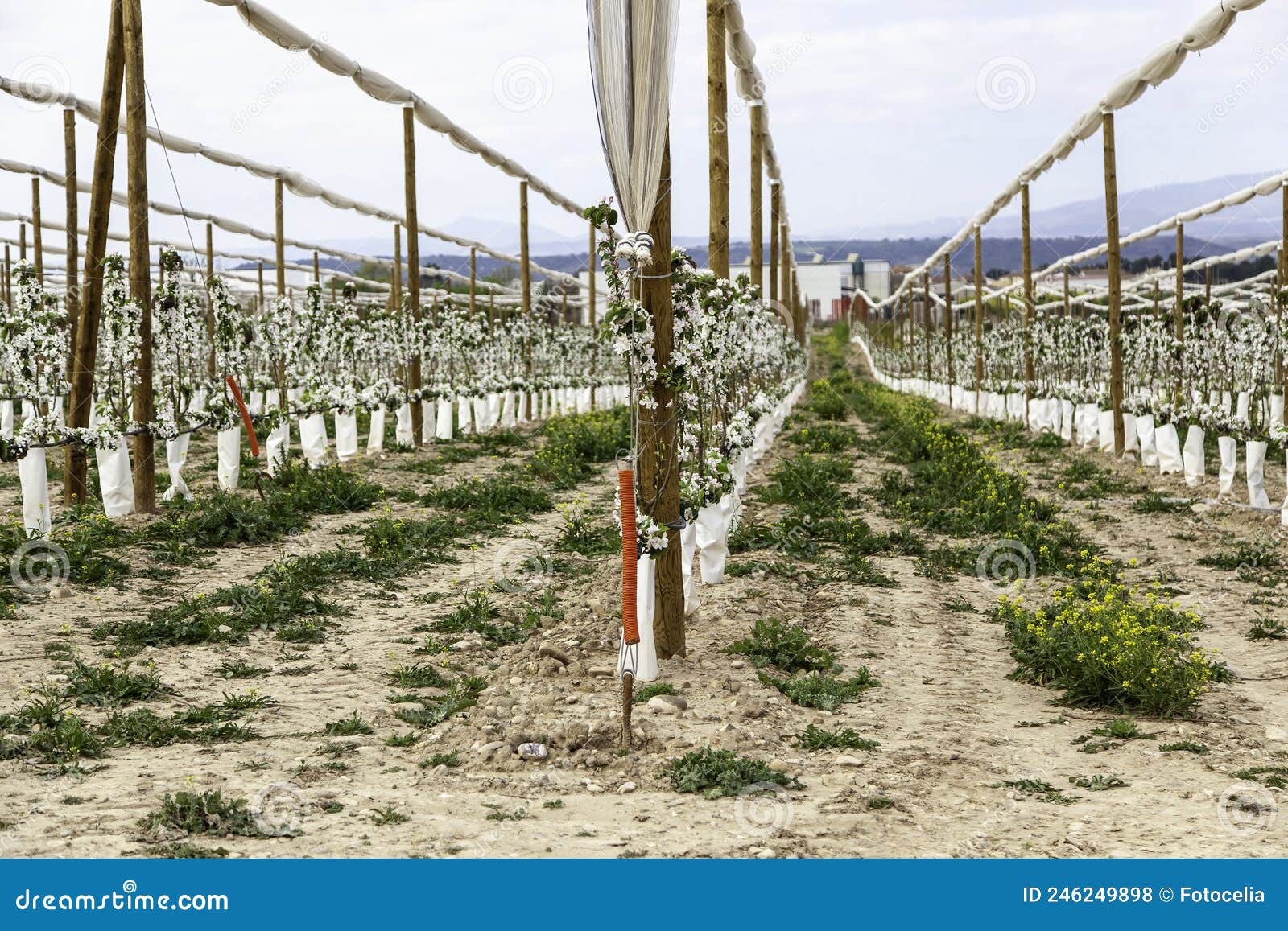 Plantation of Young Pear Trees Stock Photo - Image of farming ...