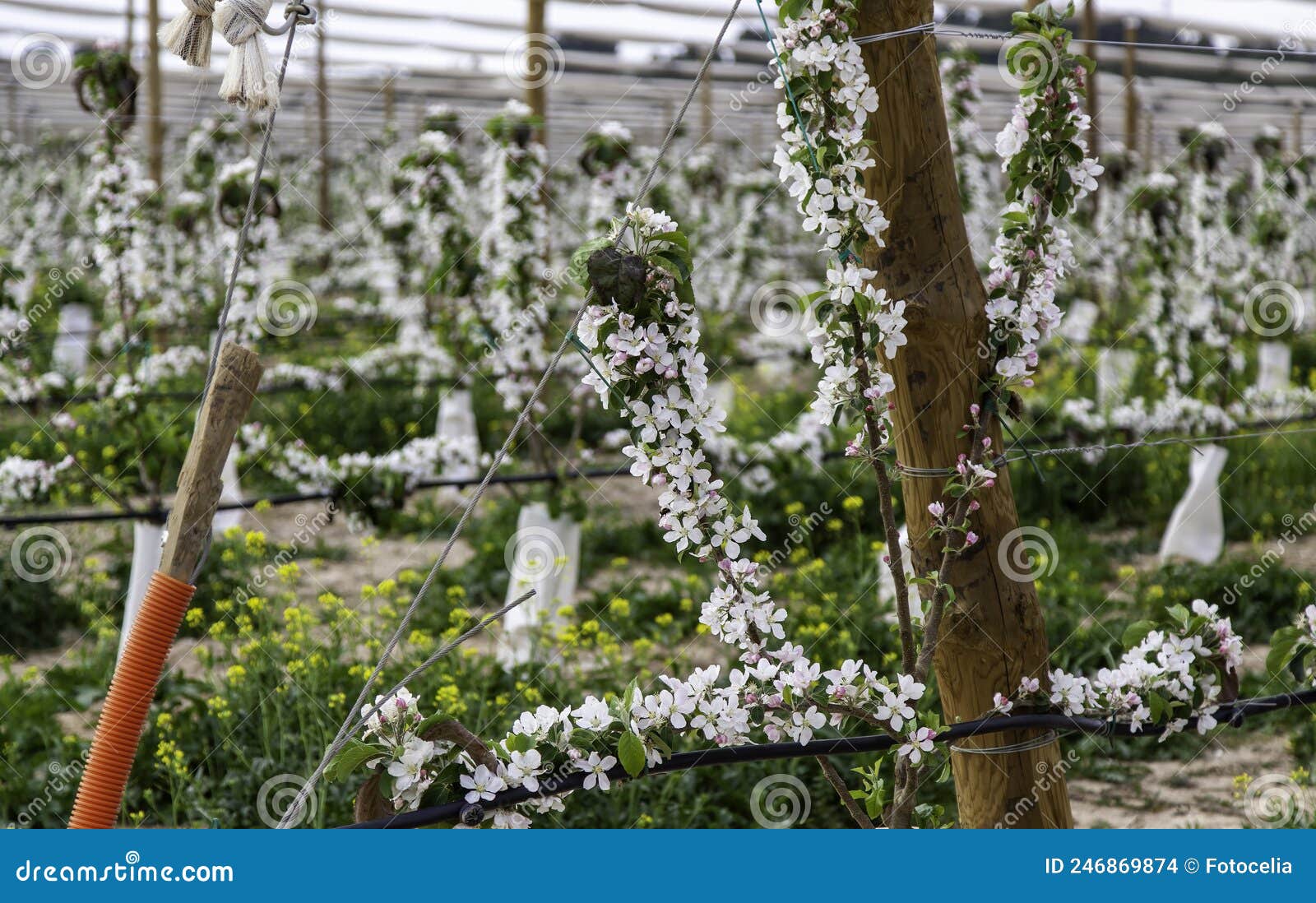 Plantation of Young Pear Trees Stock Photo - Image of orchard, blooming ...