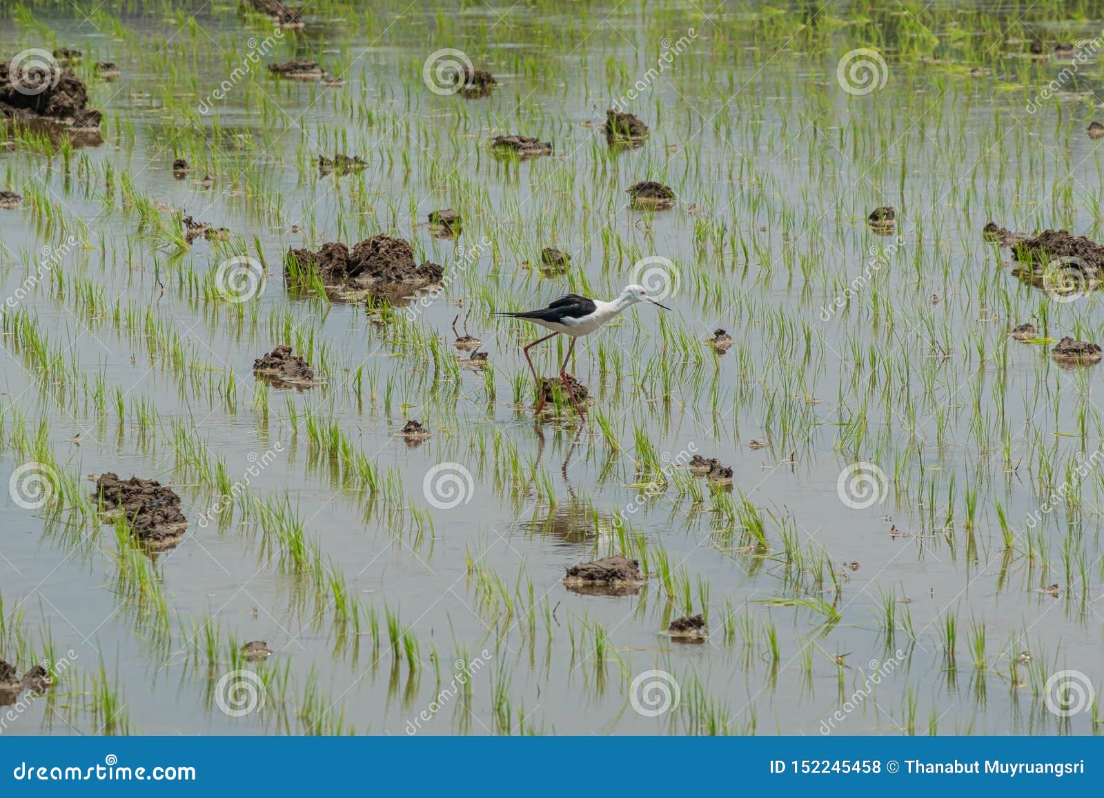 Plantation Young Rice Field With Rice Tranplanter. Engine Plantation ...
