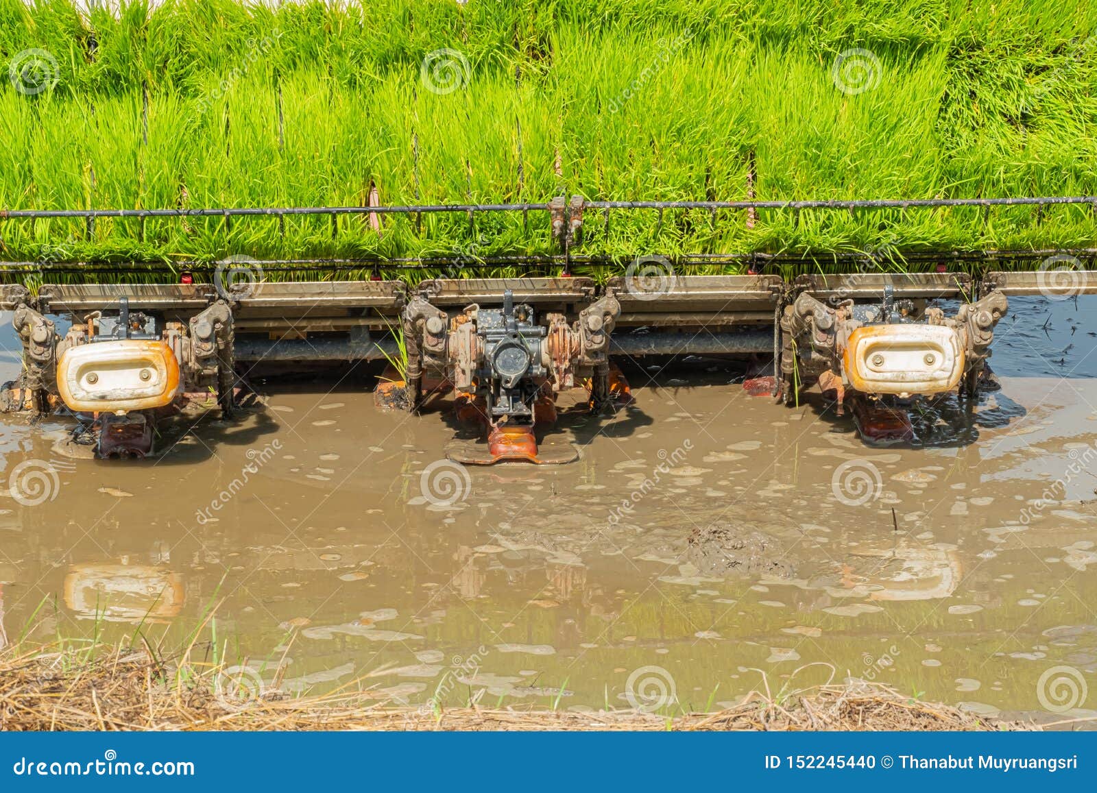 Plantation Young Rice Field with Rice Tranplanter. Engine Plantation ...