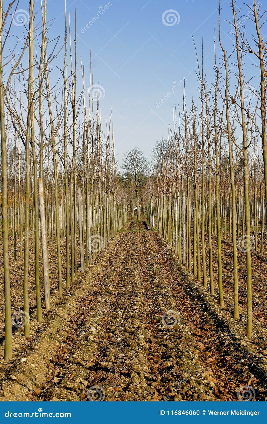 Plantation with Young Trees after the Winter in Early Spring Stock ...