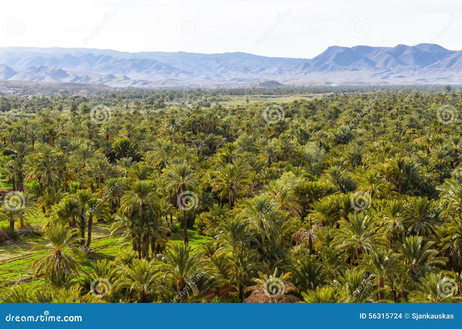 Plantations De Palmier Dattier Au Maroc Photo stock - Image du ...