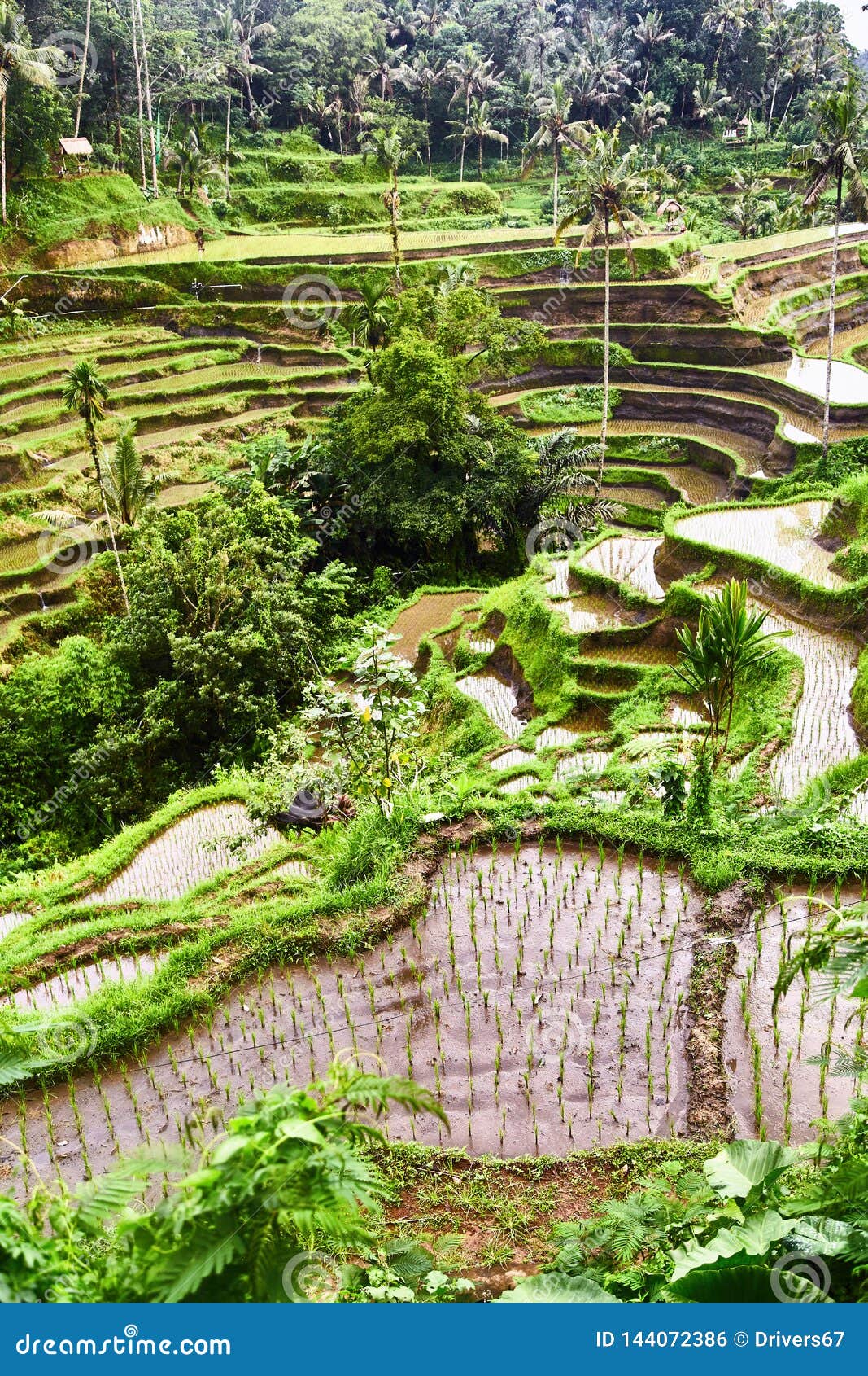 Plantations De Riz Dans Bali Vue De Ci-avant Photo stock - Image du ...