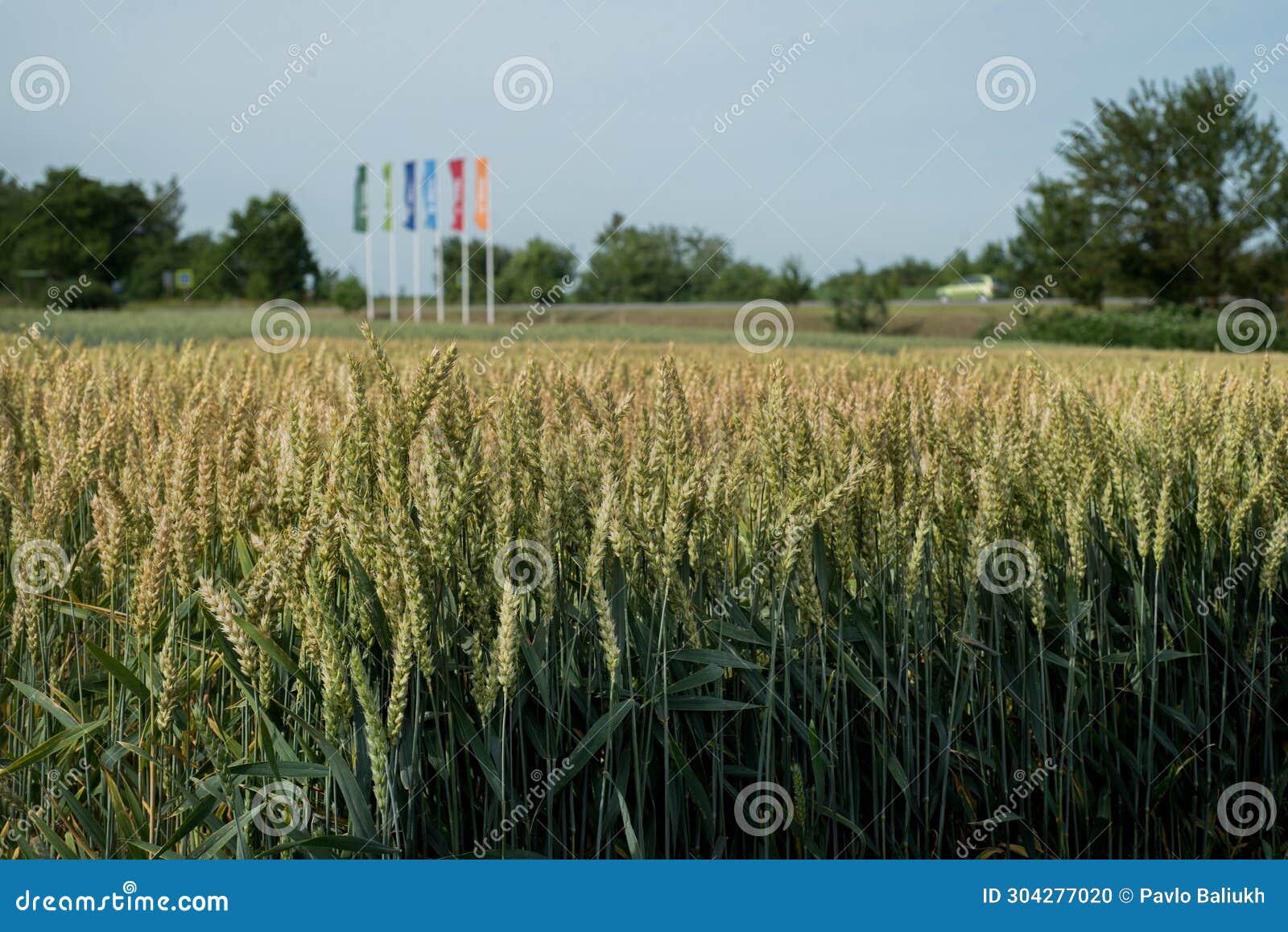 Various Types of Grain Crops, Patches of Ripe Fields with Blue Skies ...