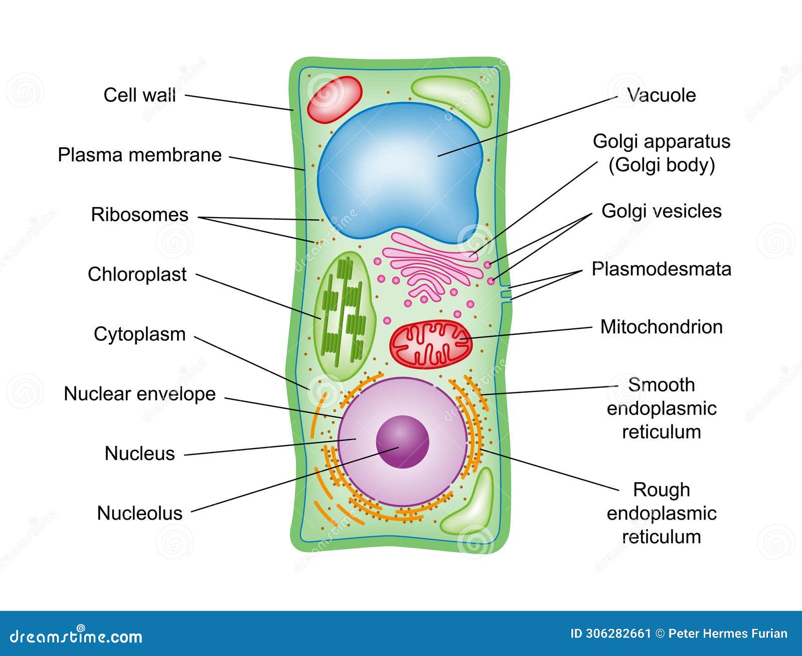 Plant Cell Structure, Cross Section, Diagram of the Components, with ...