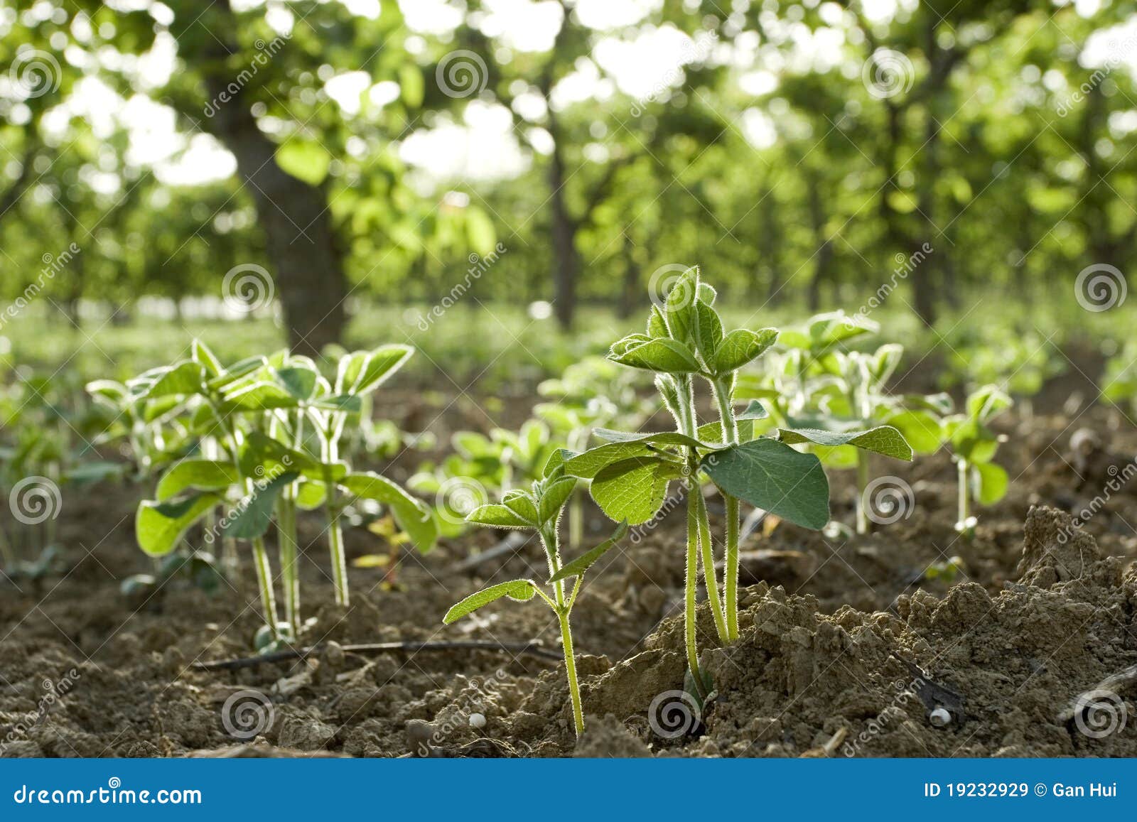 Plante d'haricots image stock. Image du centrales, lame - 19232929