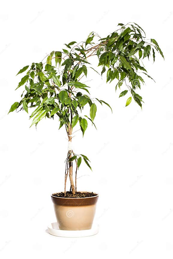 Plante Dintrieur Dans Un Pot Sur La Table Sur Un Fond Blanc Photo Stock Image Du Hybride