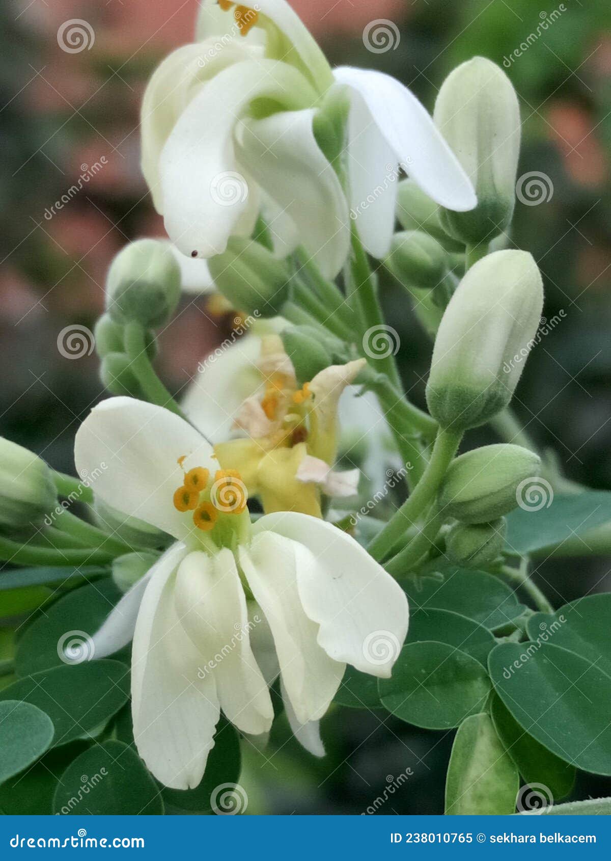 Plante De Fleurs Moringa Oleifera Arbre Image stock - Image du herbe ...