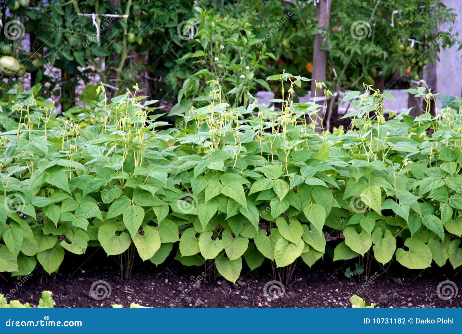 Plante de haricot photo stock. Image du haricots, rein - 10731182
