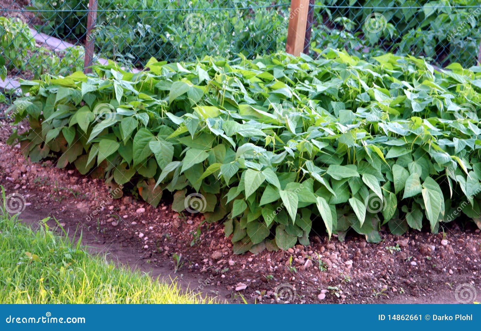 Plante de haricot image stock. Image du organique, haricot - 14862661