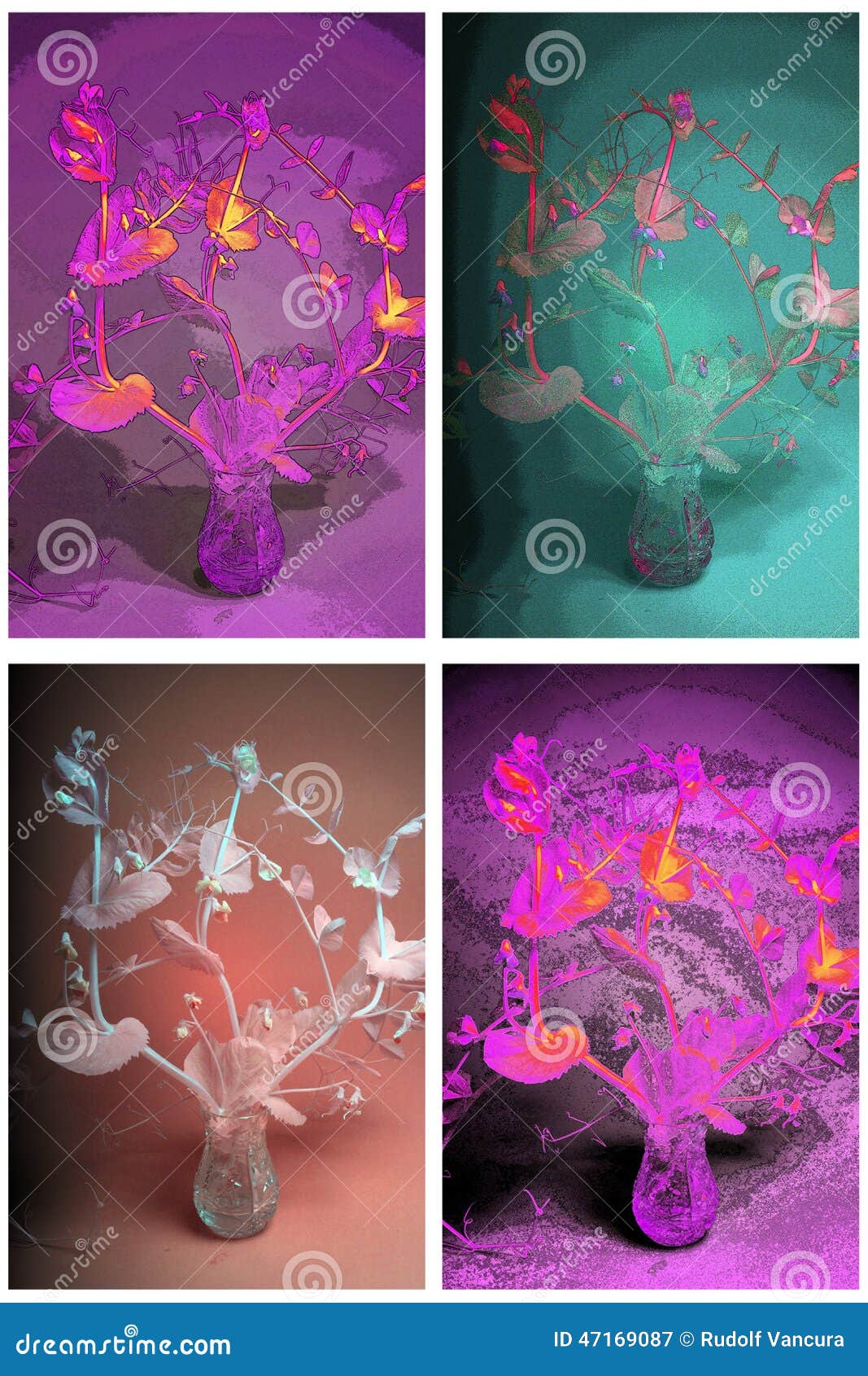 Plante De Haricot Infrarouge Image stock - Image du toujours, vase ...