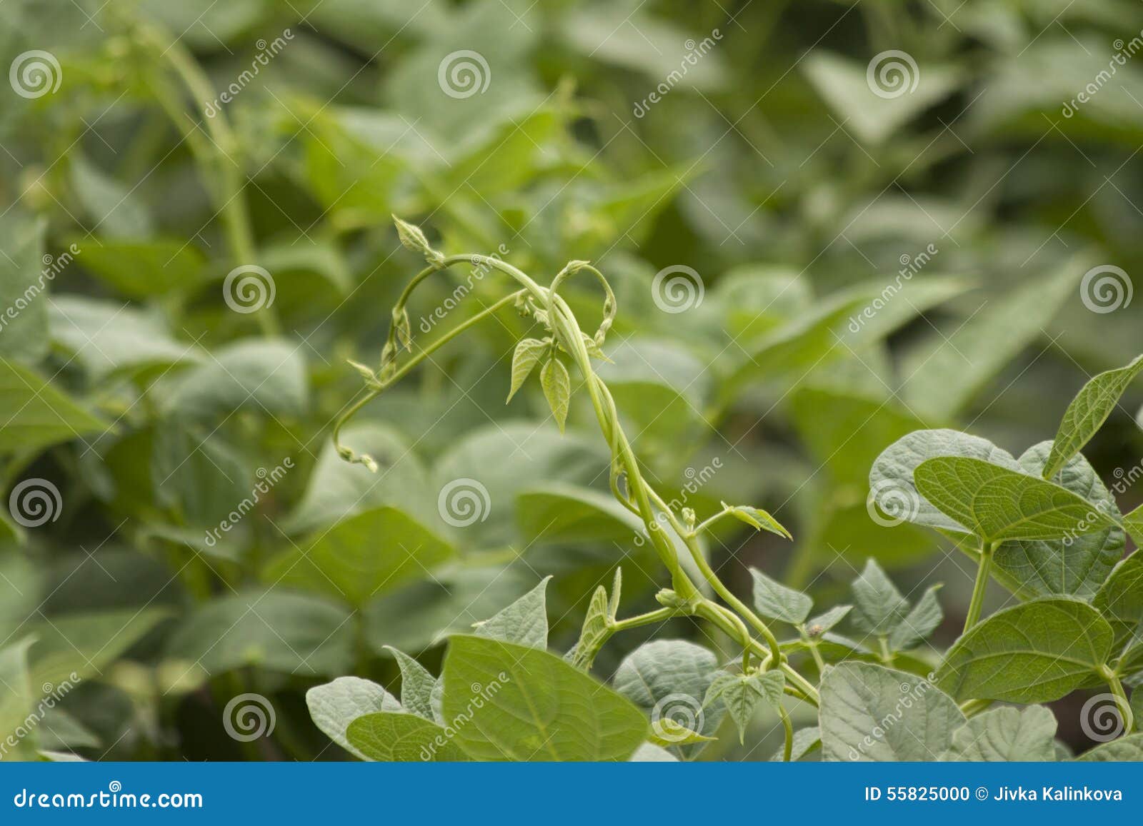Plante de haricot verte photo stock. Image du haricots - 55825000