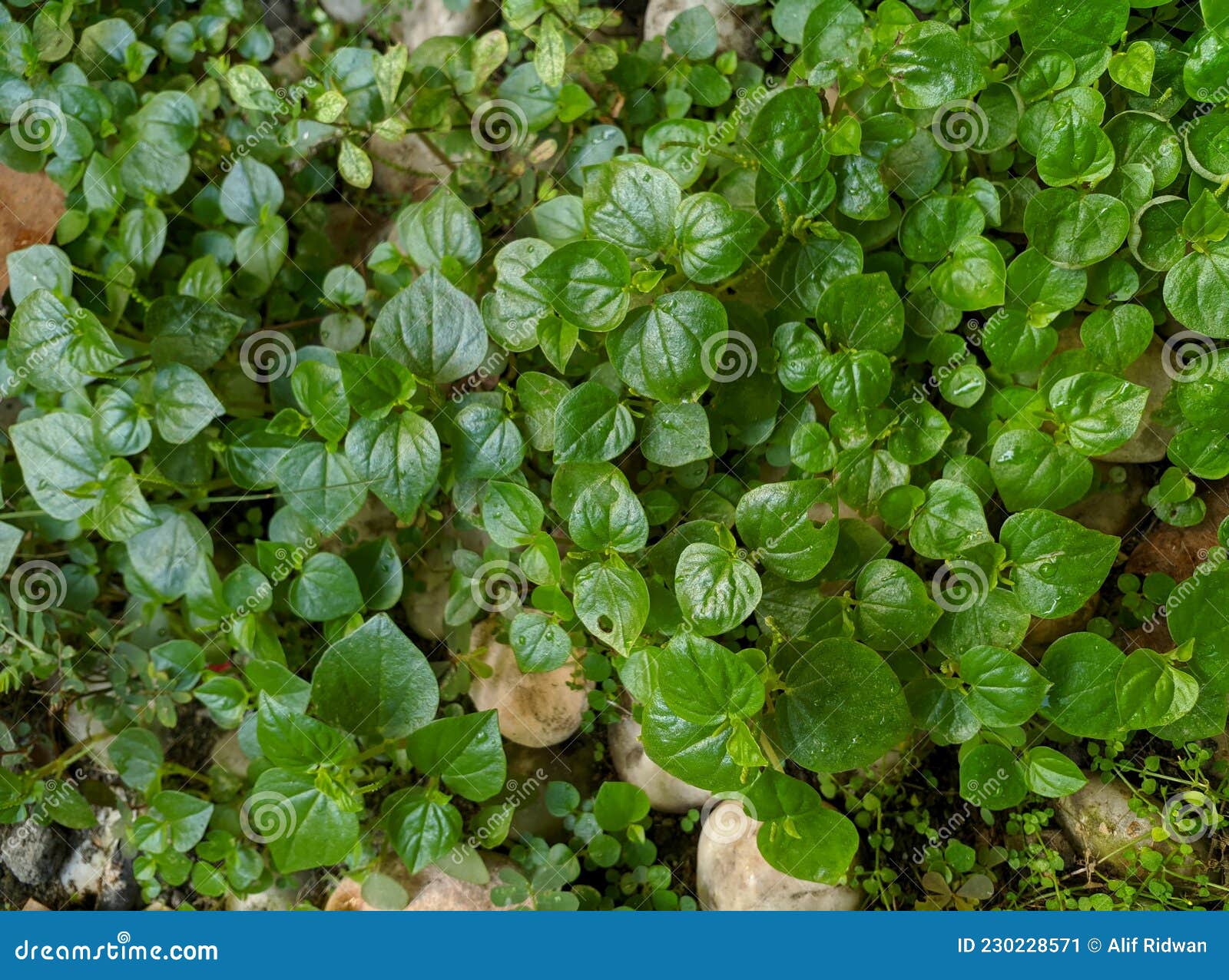 Plante Herbacée Peperomia Pellucida Image stock - Image du fruits ...