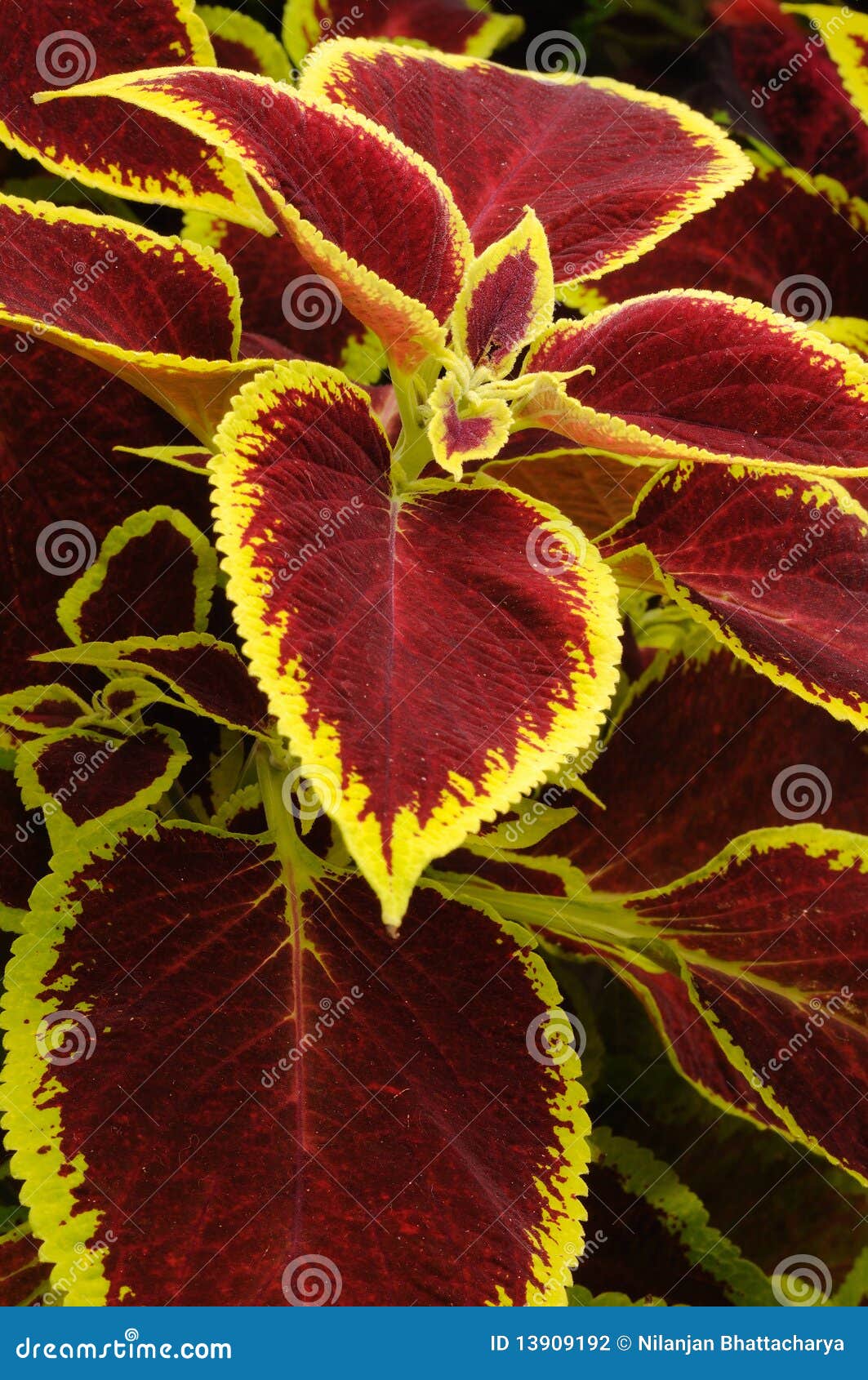 Plante ornementale photo stock. Image du accroissement - 13909192