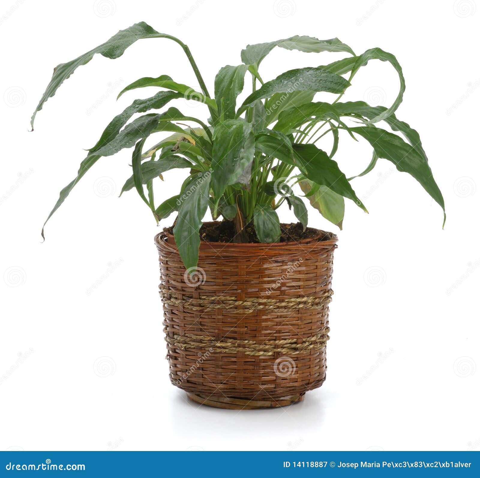 Plante Ornementale Spathiphyllum Image stock - Image du décoratif ...