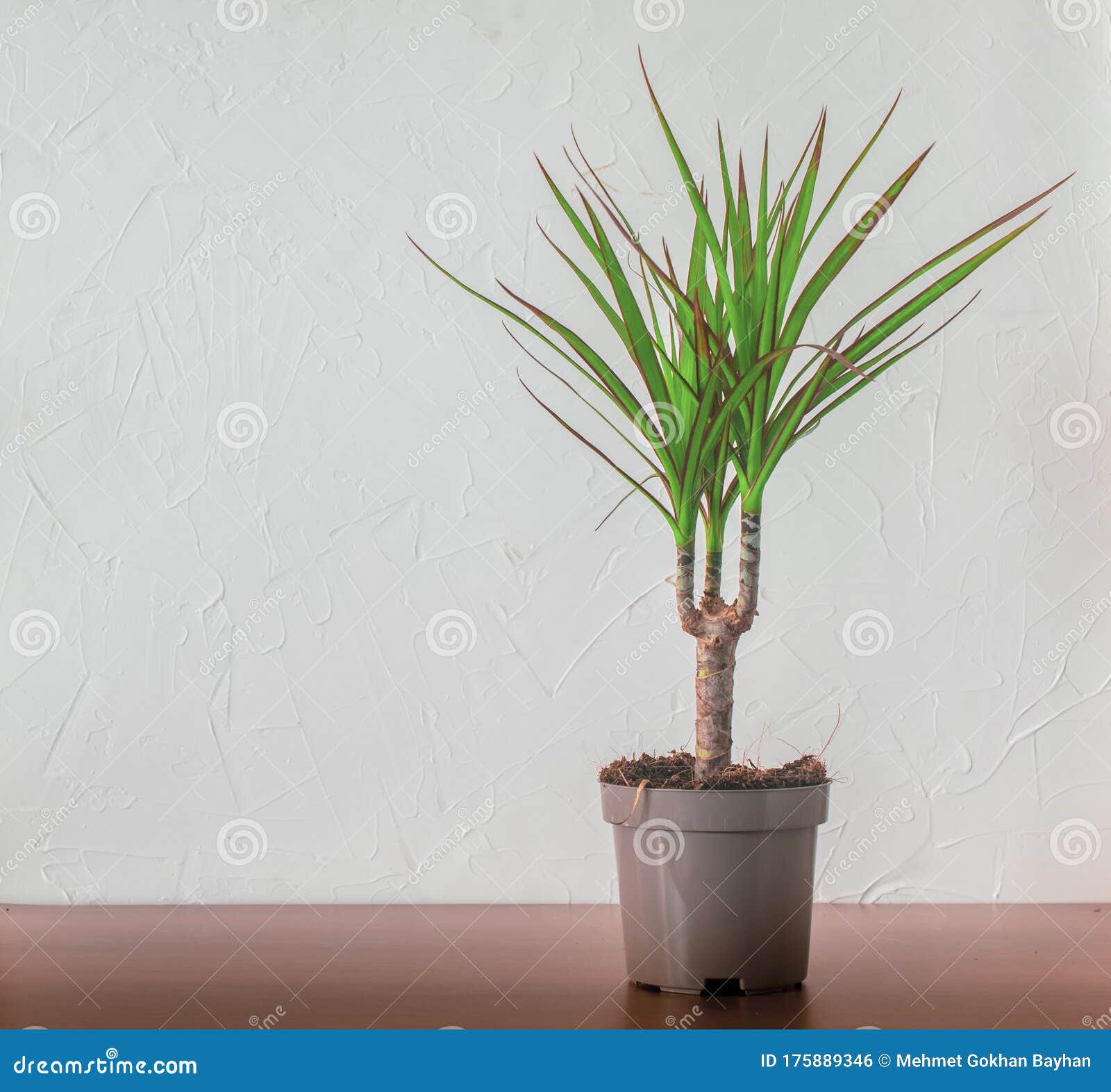 Plante Tropicale Sur Table. Espace De Copie. Photo stock - Image du ...