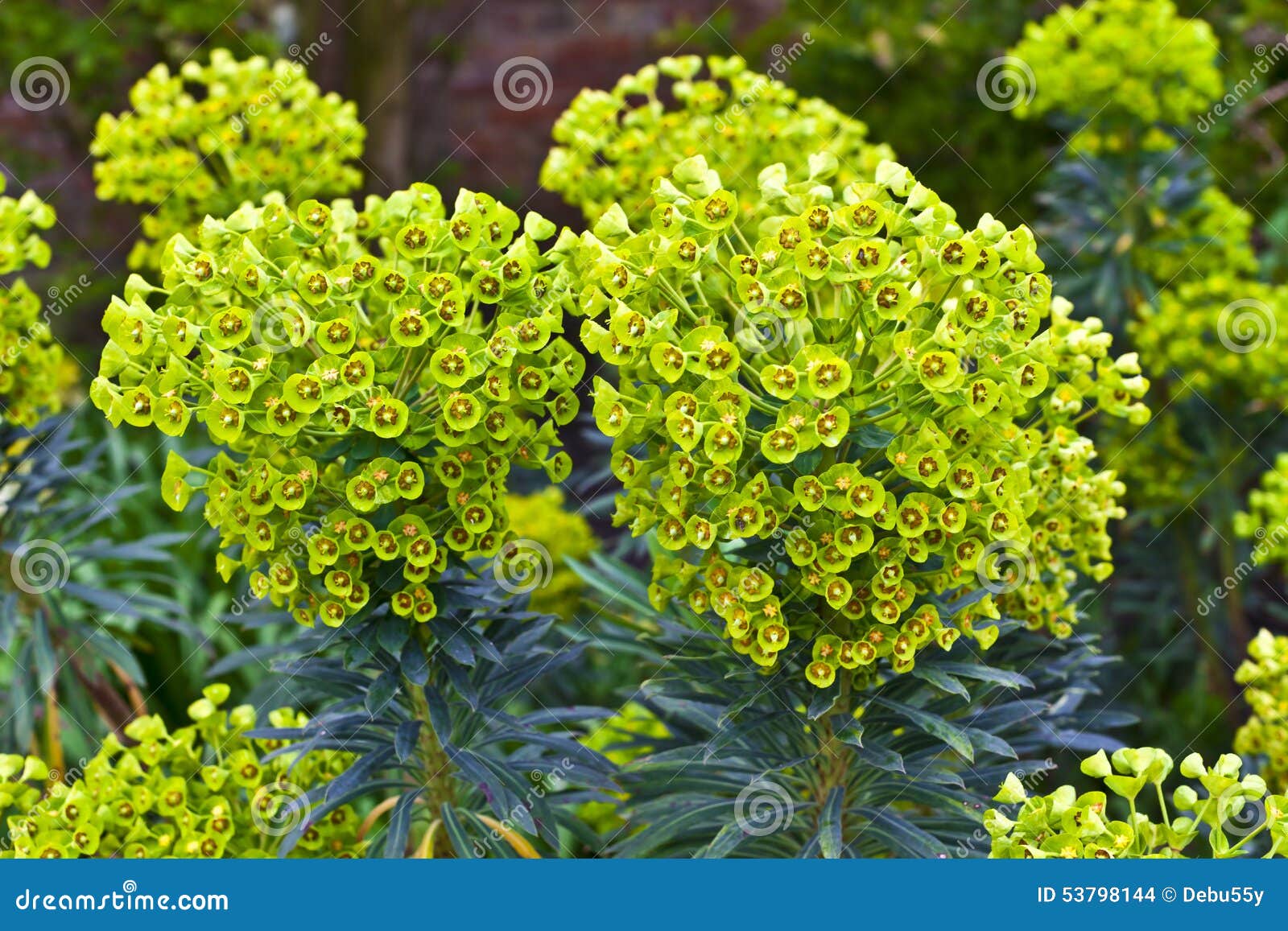 Plante Vivace Dans Un Jardin Photo stock - Image du euphorbe, arbre ...