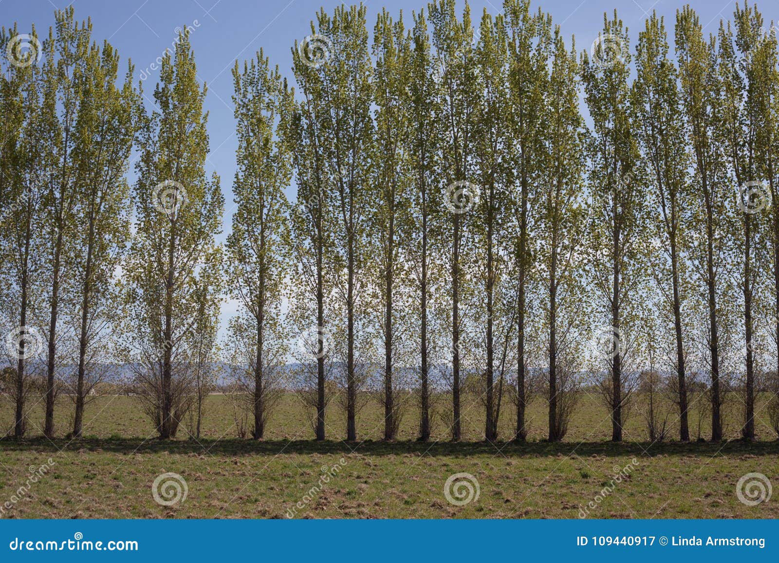 Row of Trees in an Open Field Stock Image - Image of spring, colorado ...