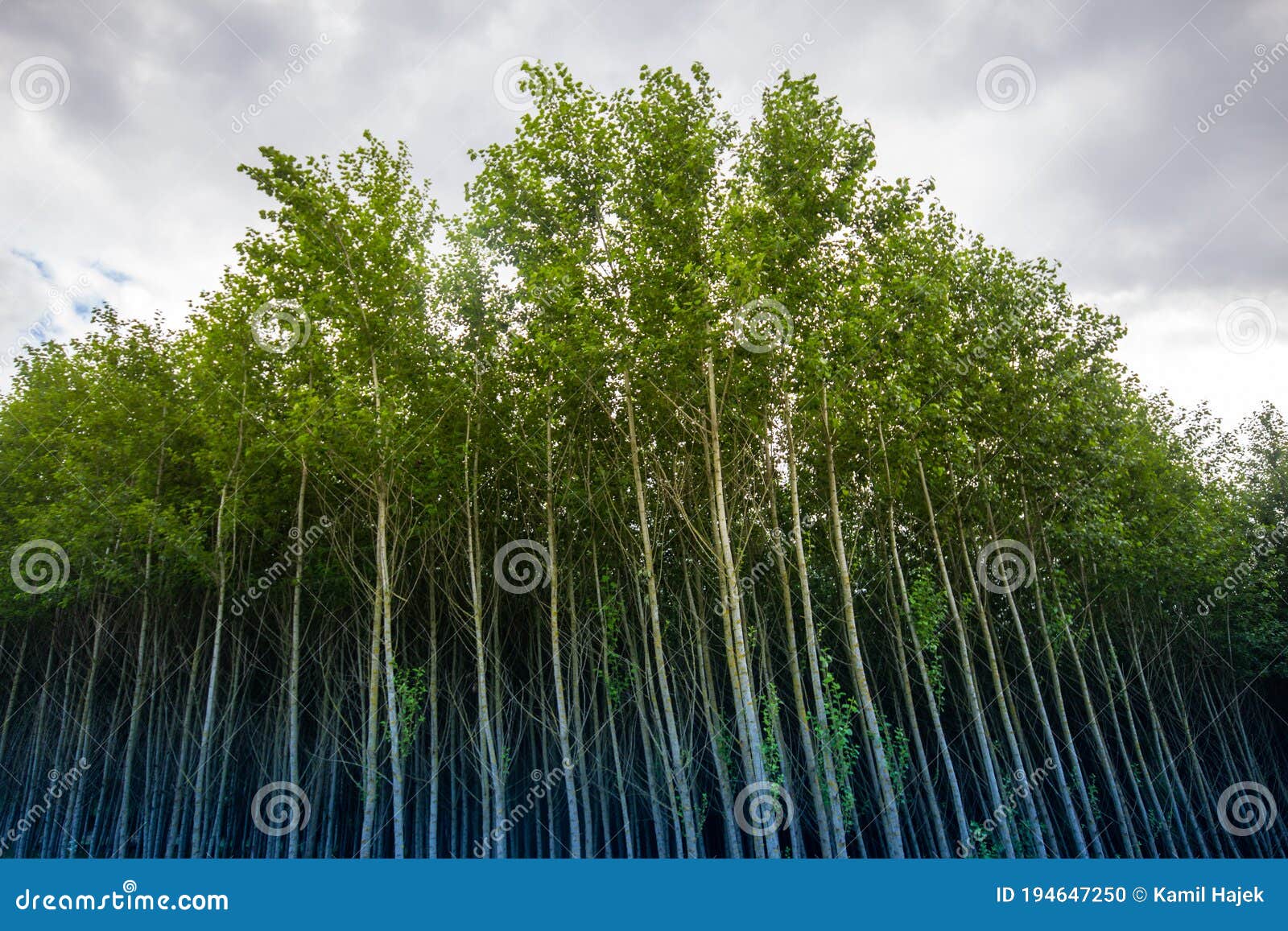Group of Birch Trees Planted Stock Photo - Image of planting, forest ...