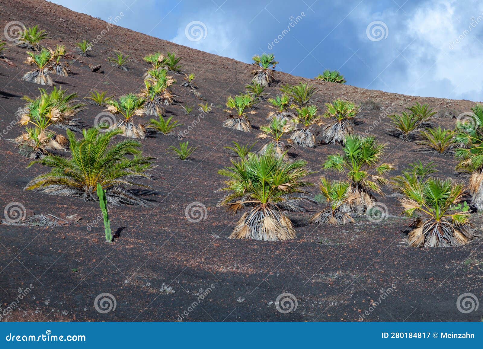 Planted Coconut and Palm Trees at Volcanic Soil in Lanzarote Stock ...