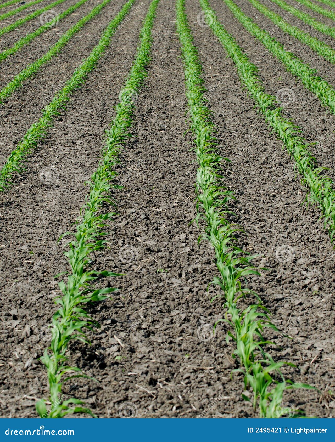 Planted corn field stock image. Image of green, recedes - 2495421