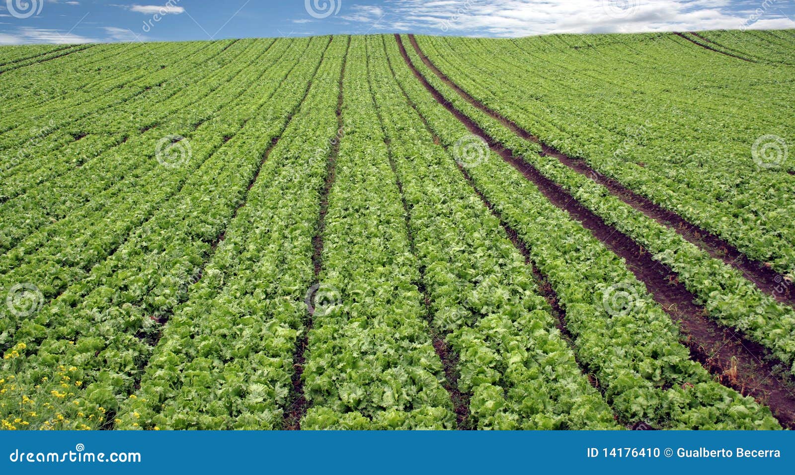 Planted Field stock photo. Image of leaf, garden, soil - 14176410