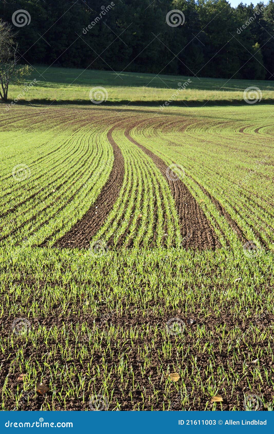 Planted Field stock image. Image of green, crops, agriculture - 21611003