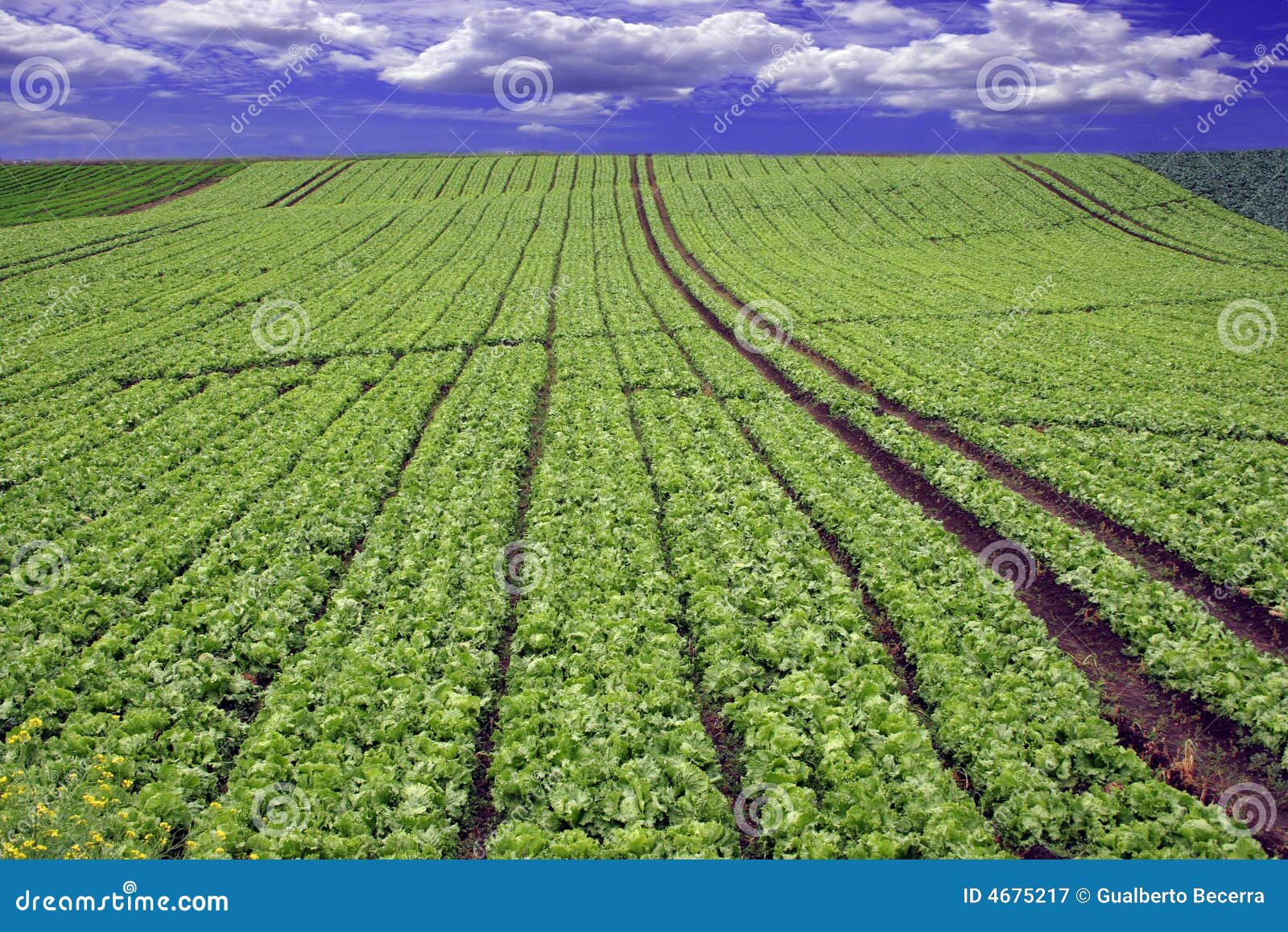 Planted Field Picture. Image: 4675217