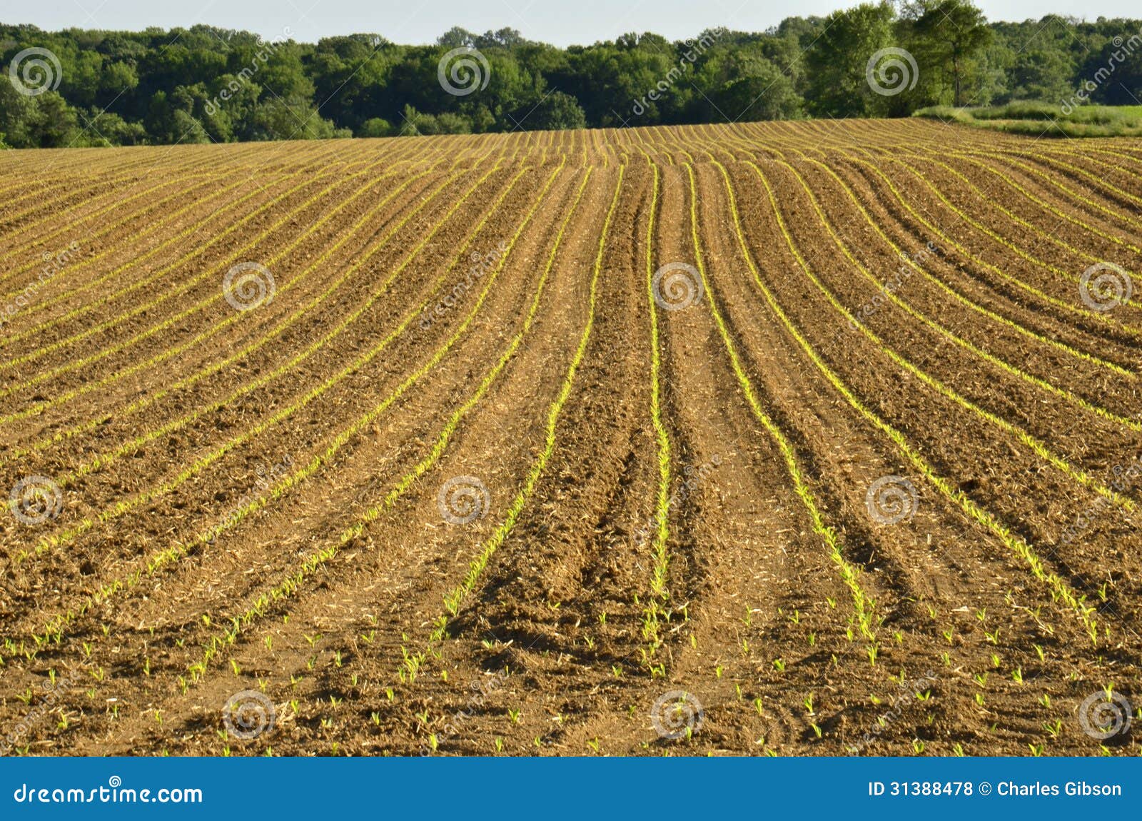 Planted field stock photo. Image of planted, grain, crops - 31388478