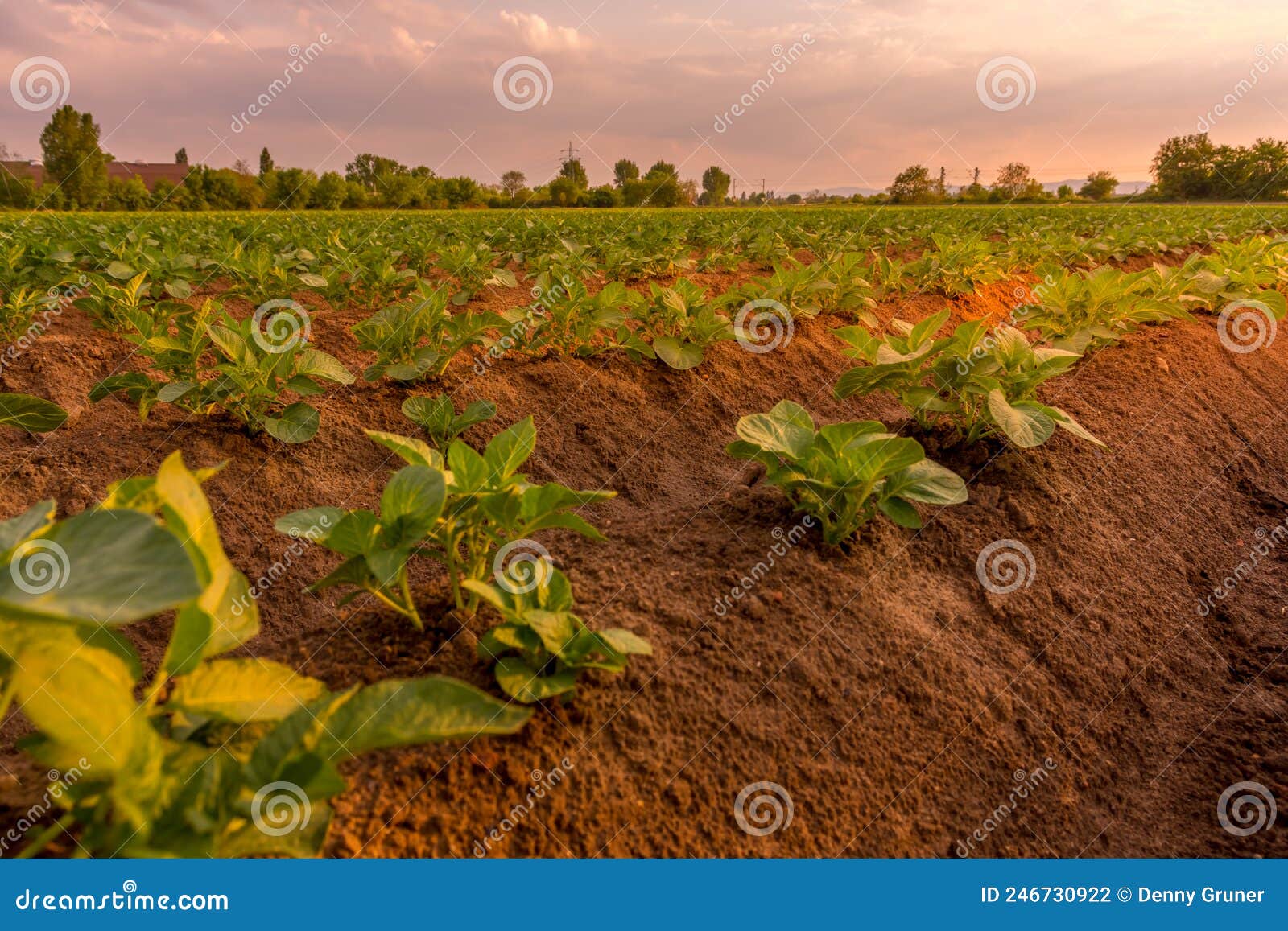 A Planted Field in Spring at Sunset Stock Photo - Image of horizon ...