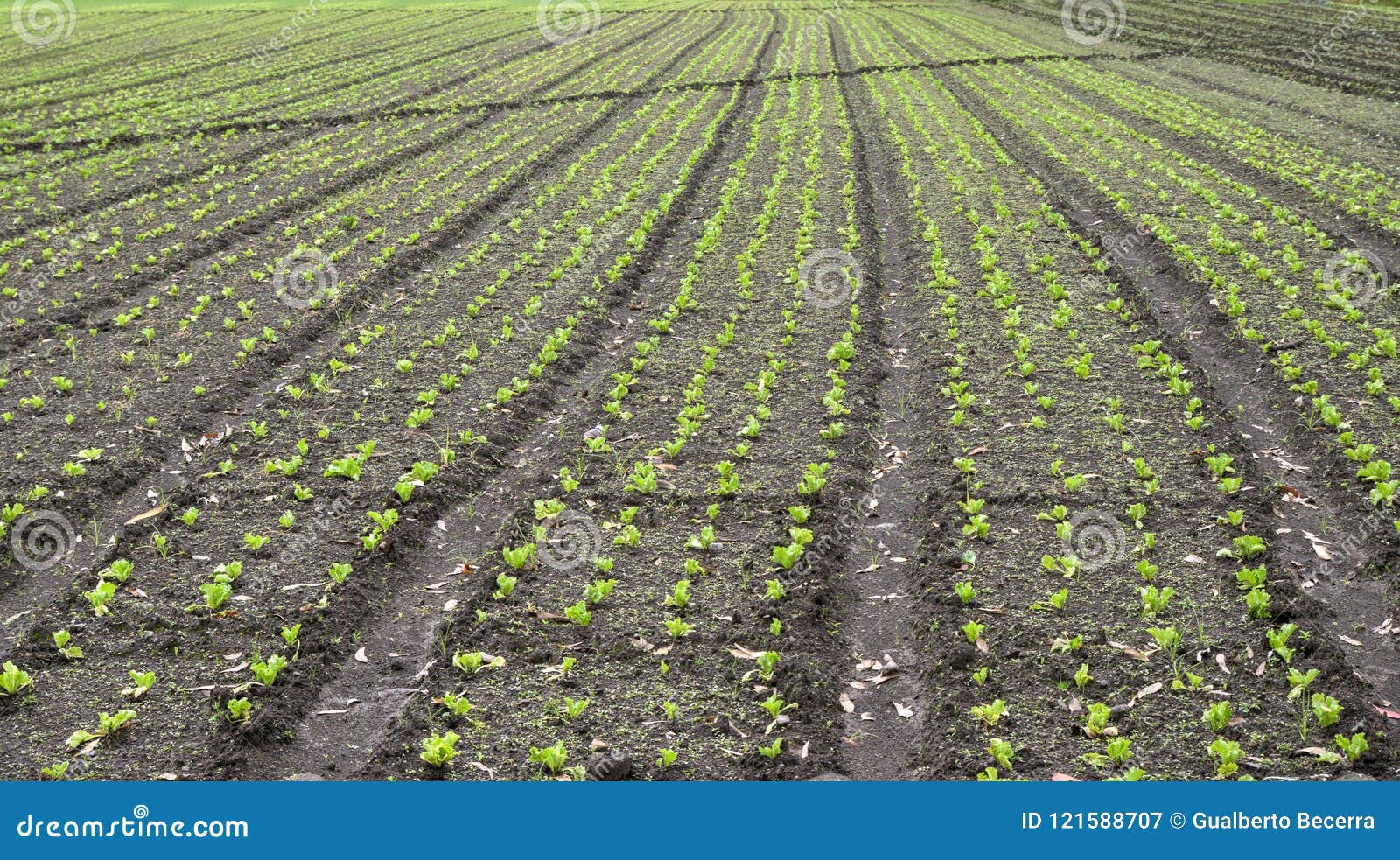 Planted Field stock image. Image of panama, fresh, dirt - 121588707