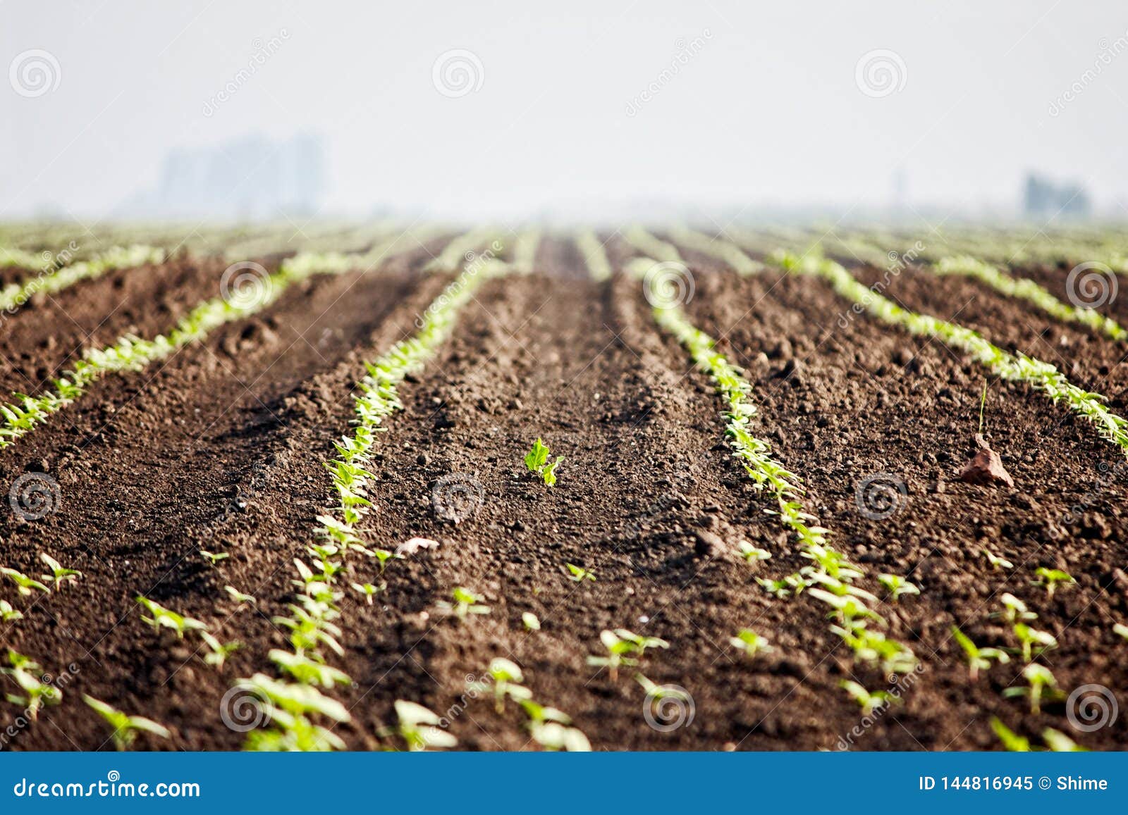 Planted field stock image. Image of newly, growing, farming - 144816945