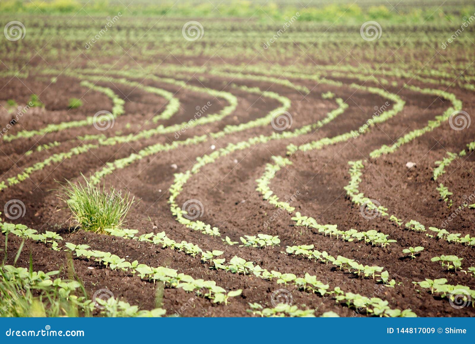 Planted field stock image. Image of natural, rows, agriculture - 144817009