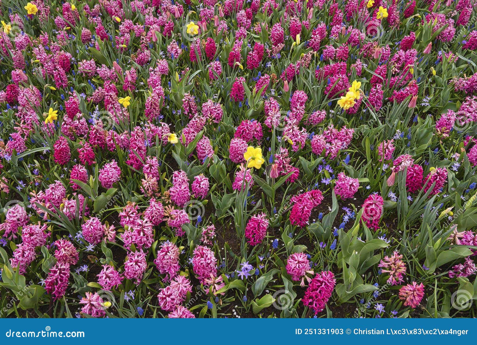 Planted Flower Meadow with Various Flowers Stock Image - Image of ...