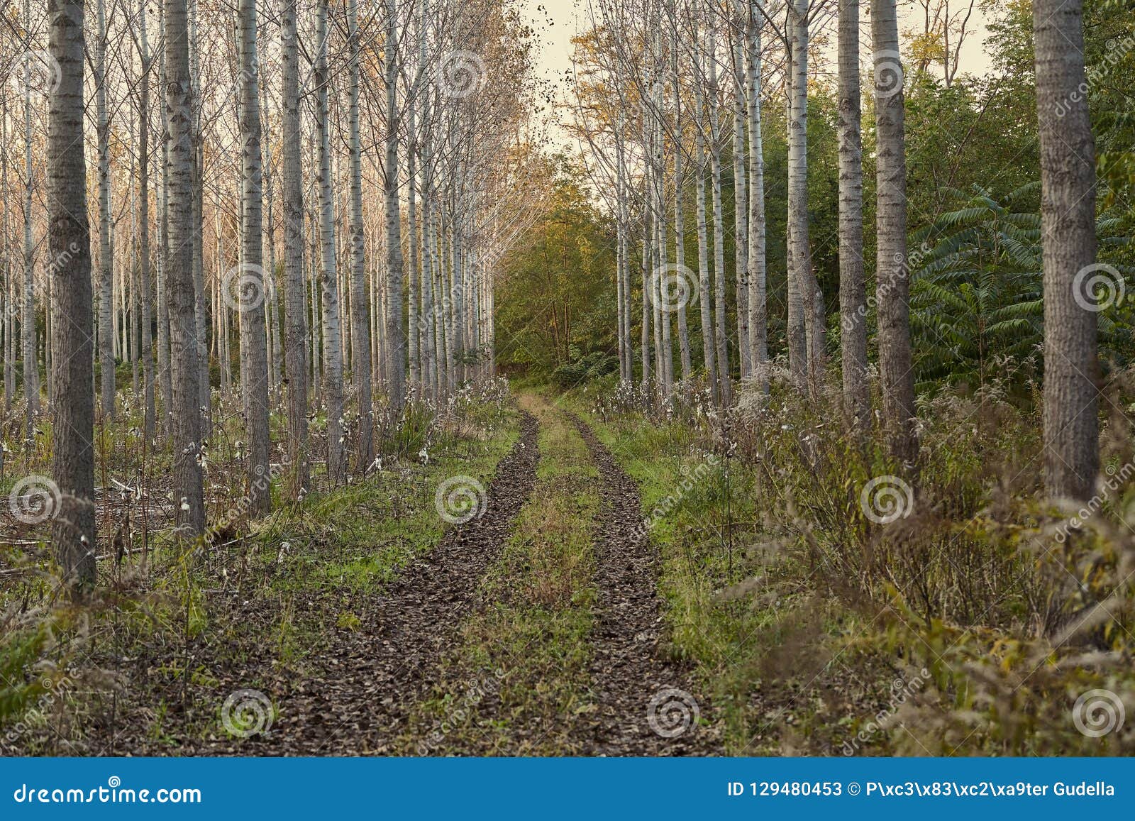 Planted forest in autumn stock image. Image of path - 129480453