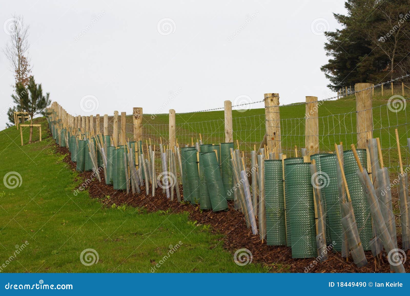 Planted hedge stock photo. Image of rabbit, shrub, protection - 18449490