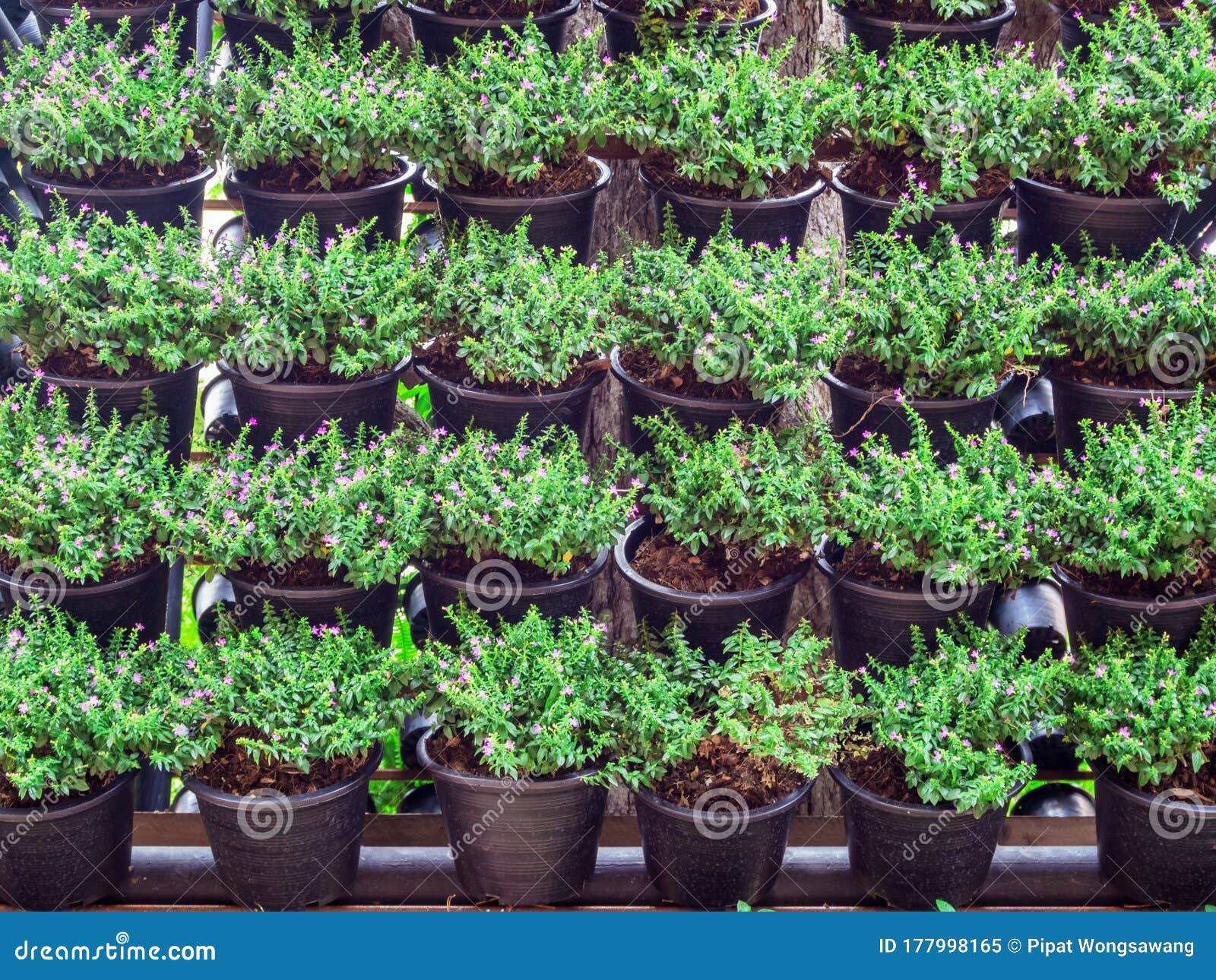 Planted Ornamental Plants in Rows Stock Image - Image of potted ...