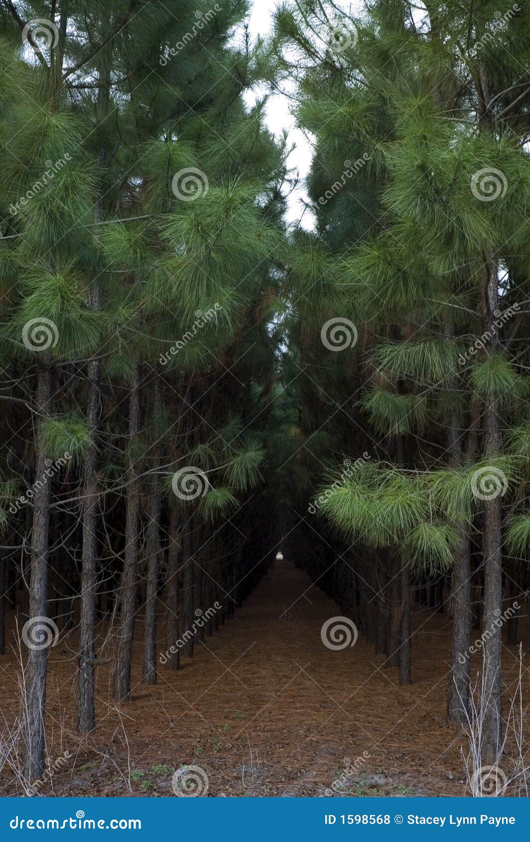Planted Pines stock photo. Image of green, evergreen, rows - 1598568