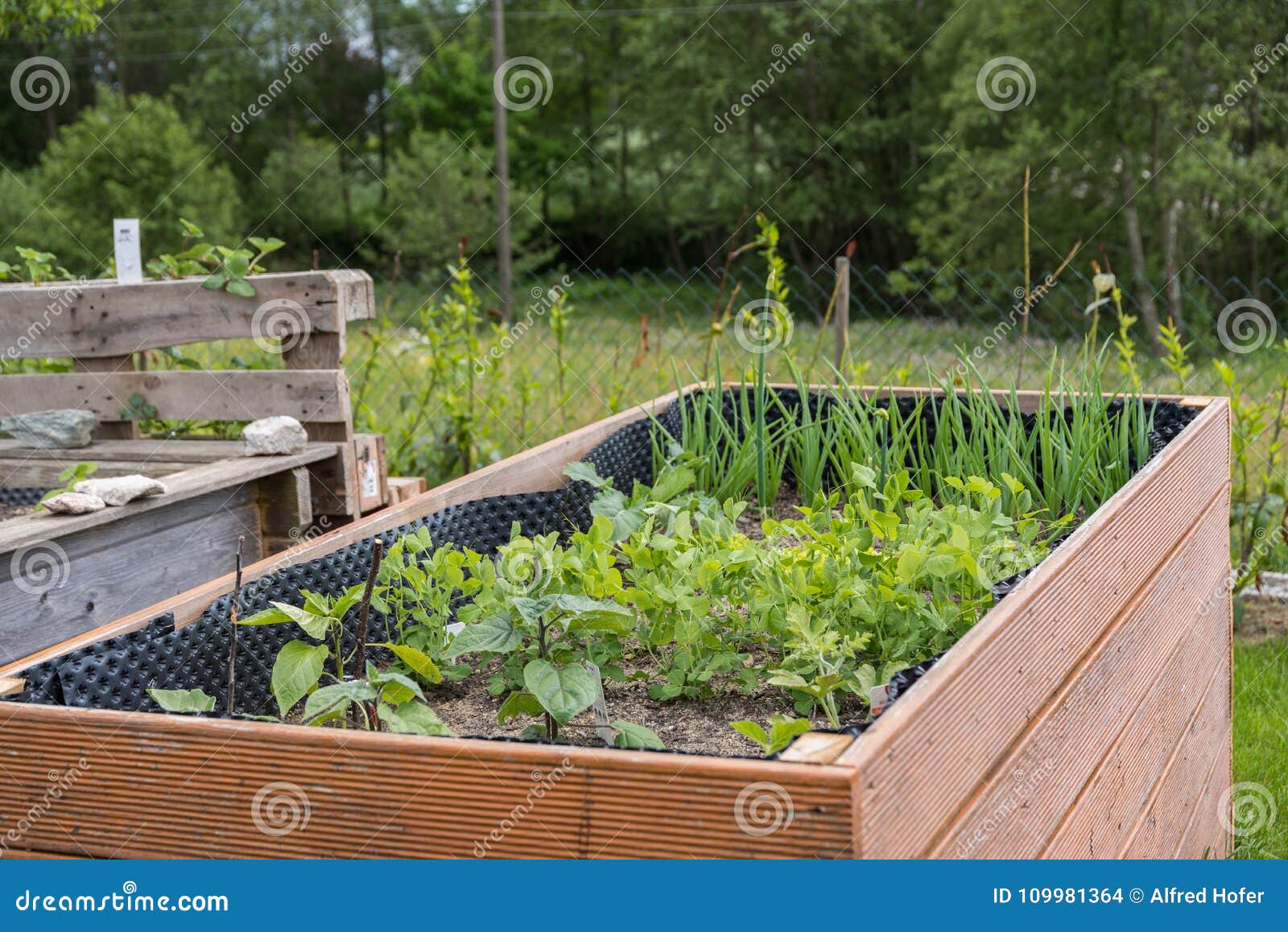 Planted Raised Bed in Spring Stock Photo - Image of bean, gardening ...