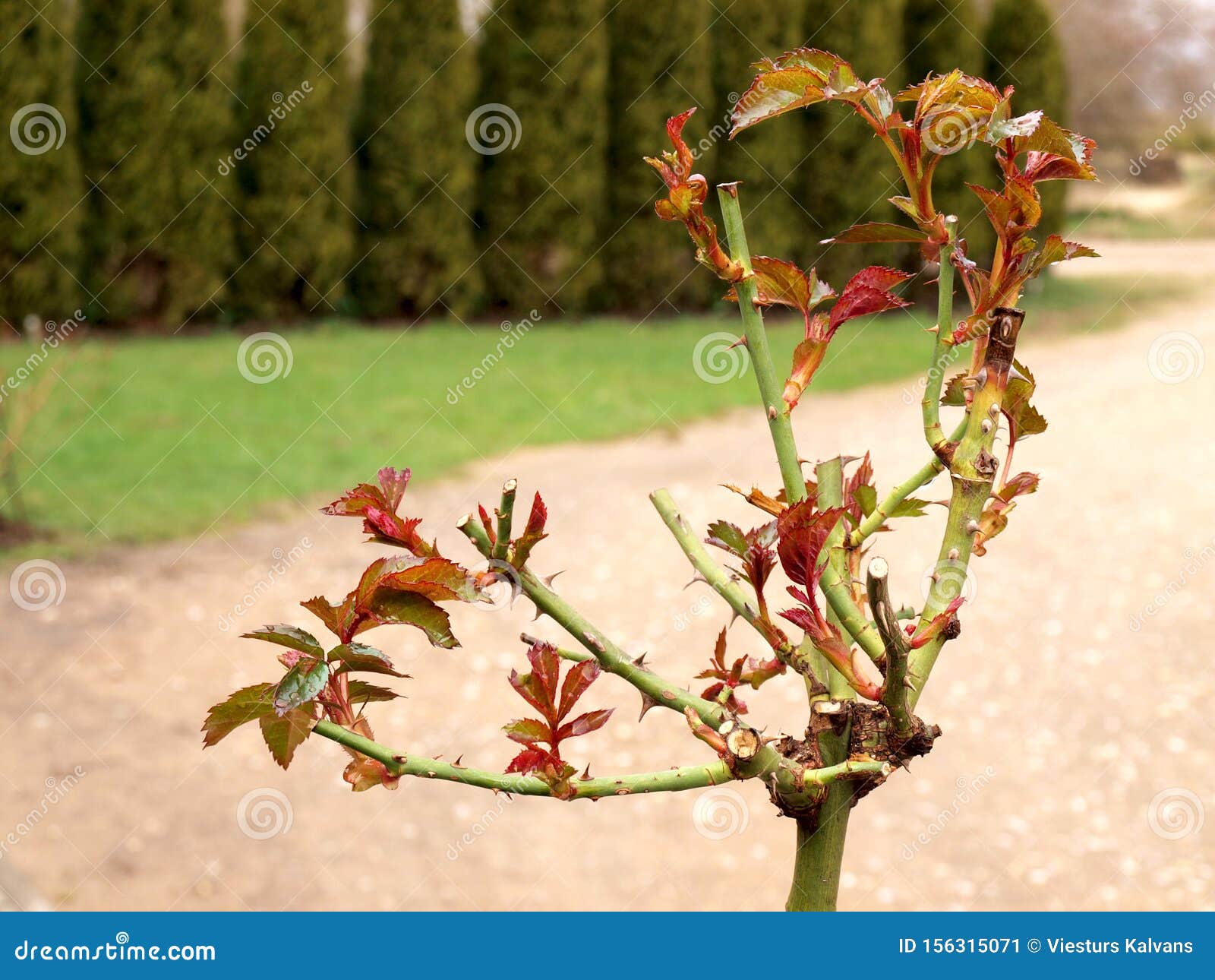Planted rose stock image. Image of rose, young, close - 156315071