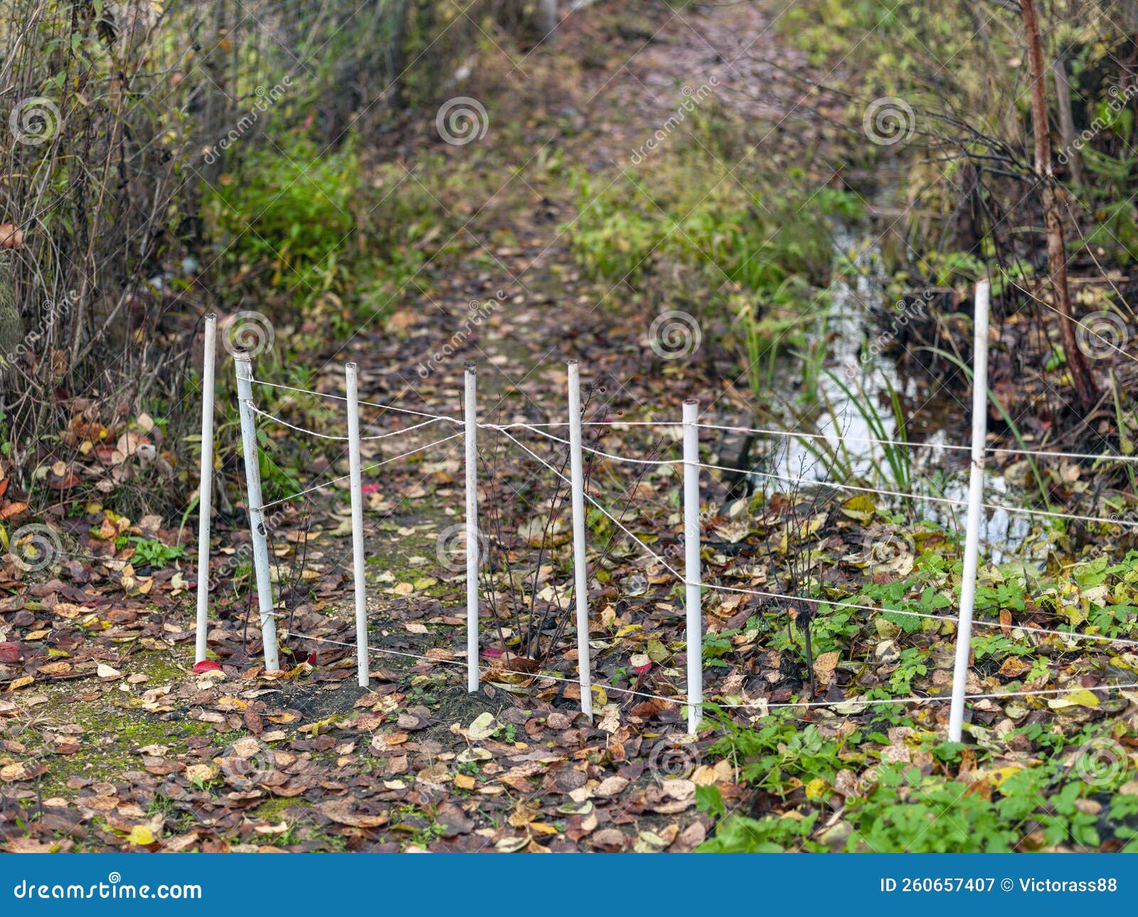 Planted saplings on a path stock image. Image of passageway - 260657407