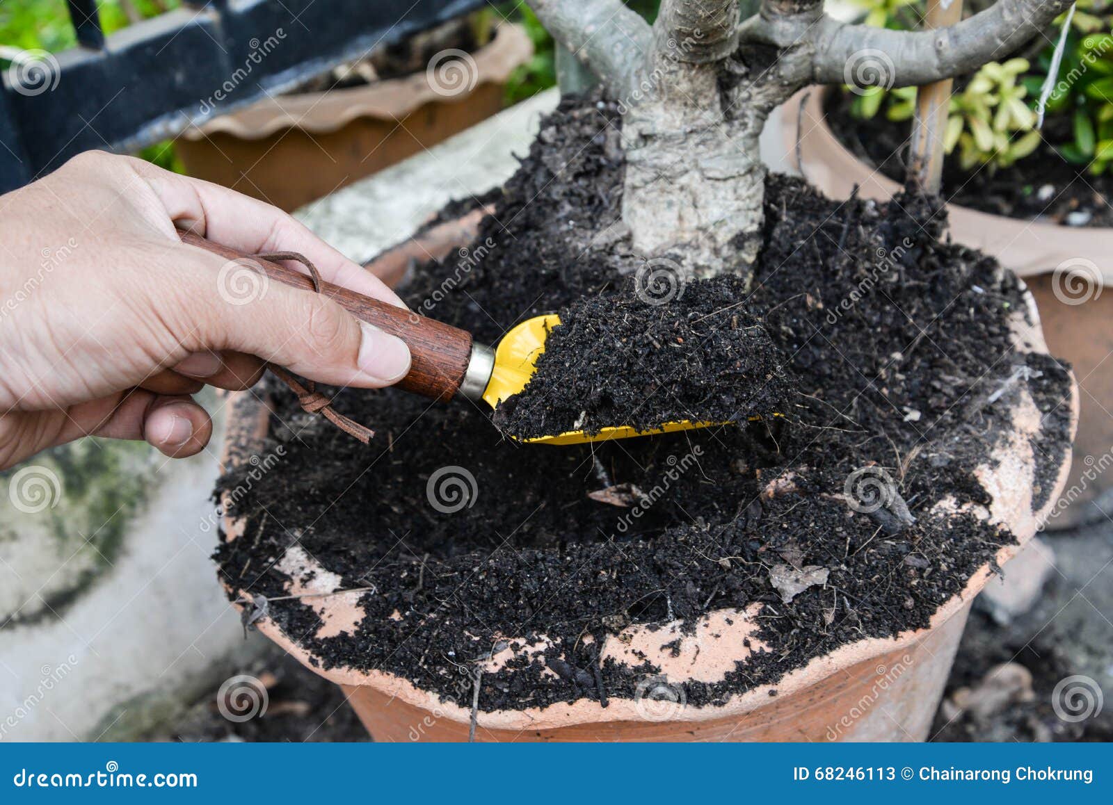 Planted spoon stock image. Image of garden, digging, kale - 68246113